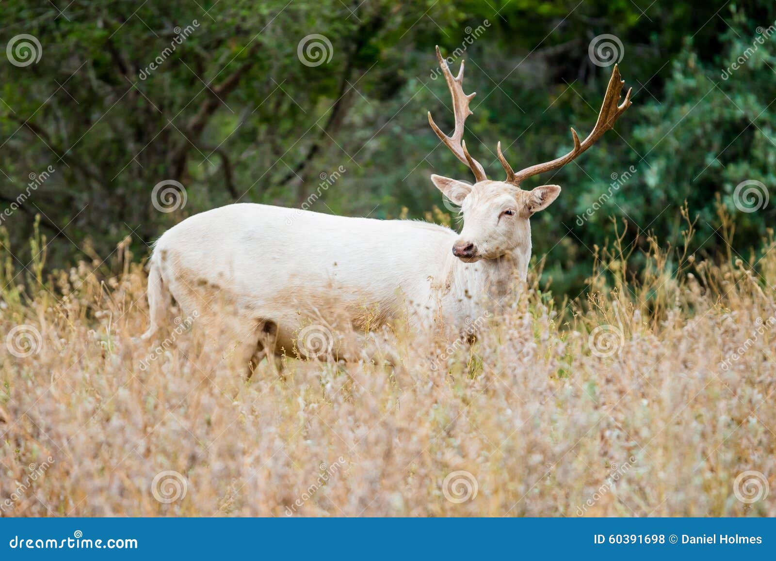 Fallow Deer stock photo. Image of grazing, nature, chocolate - 60391698
