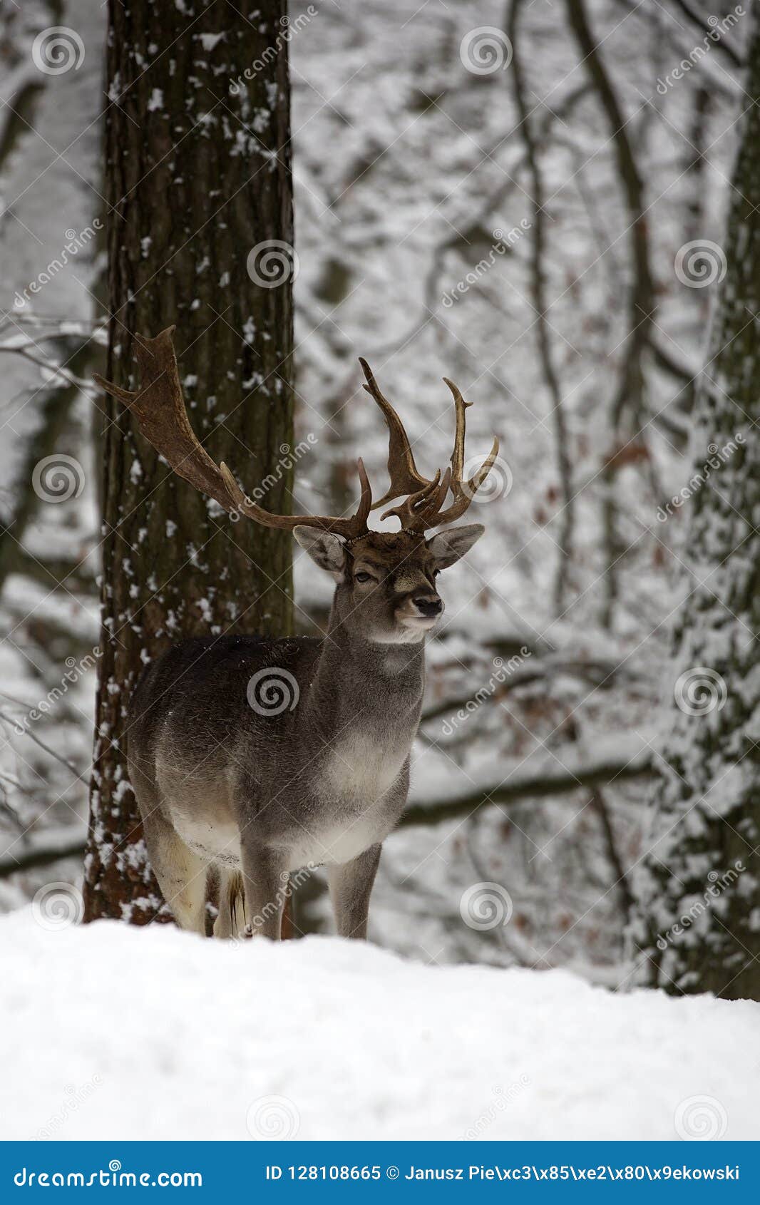 Fallow deer in winter stock image. Image of look, wildlife - 128108665