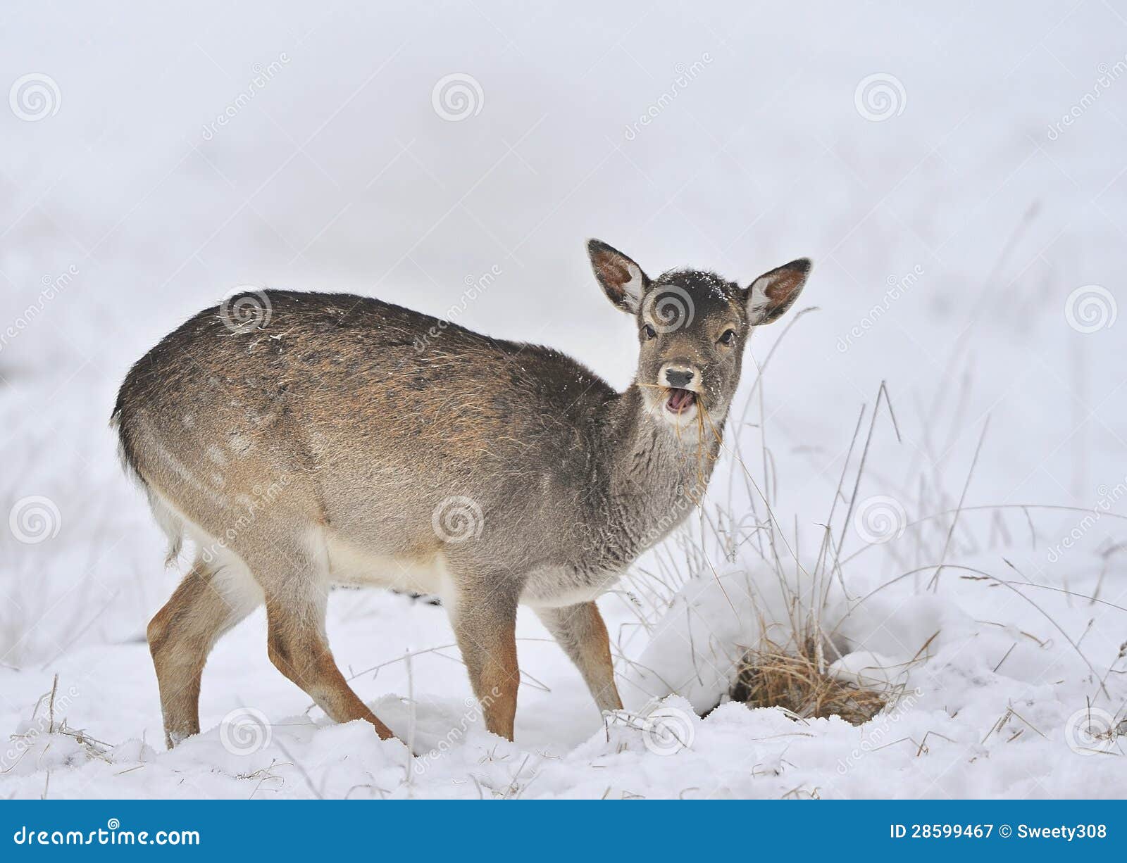 Fallow deer in winter snow stock image. Image of looking - 28599467