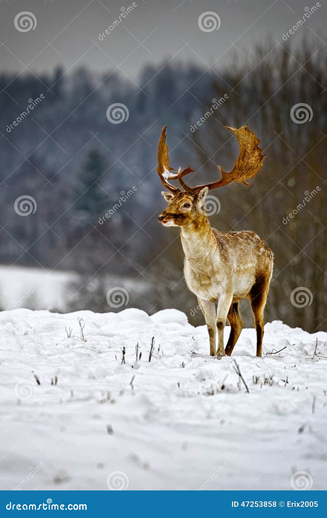 Fallow Deer in Winter Snow Field Stock Photo - Image of mammal, deer ...