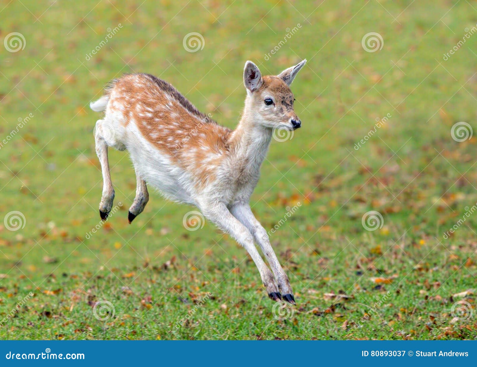 Fallow Deer Yearling. stock image. Image of escaping - 80893037