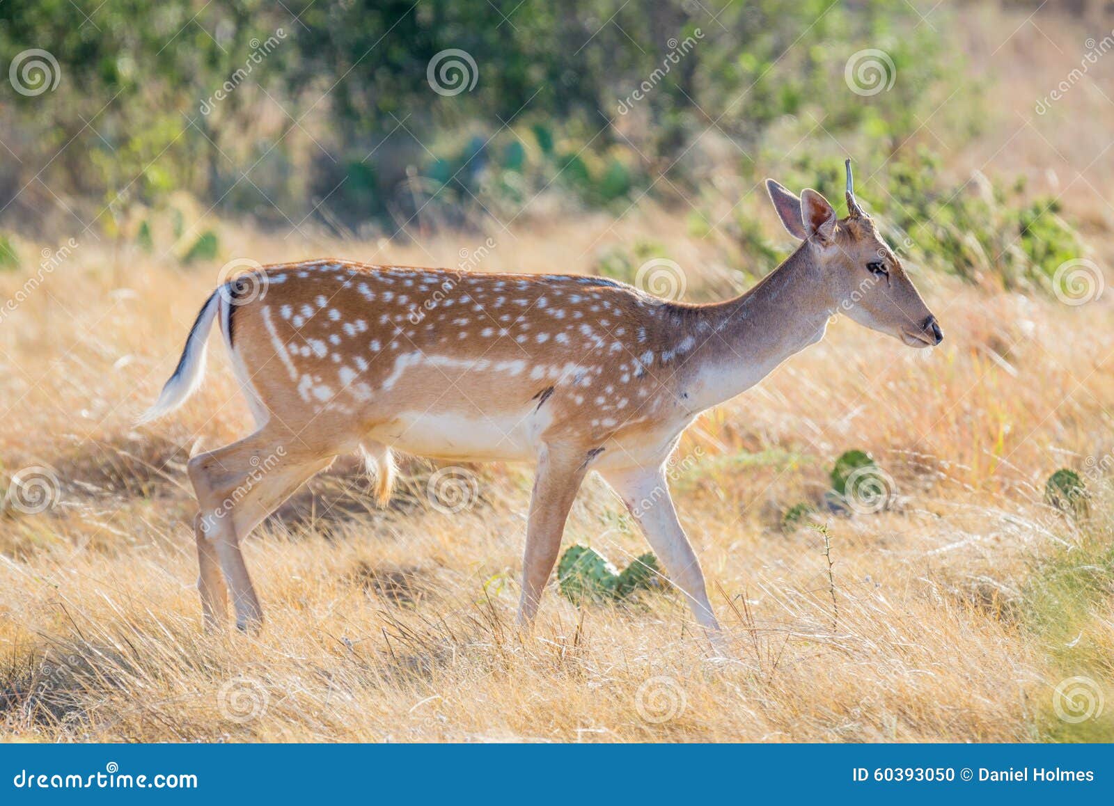 Fallow Deer Yearling stock photo. Image of ranch, dama - 60393050