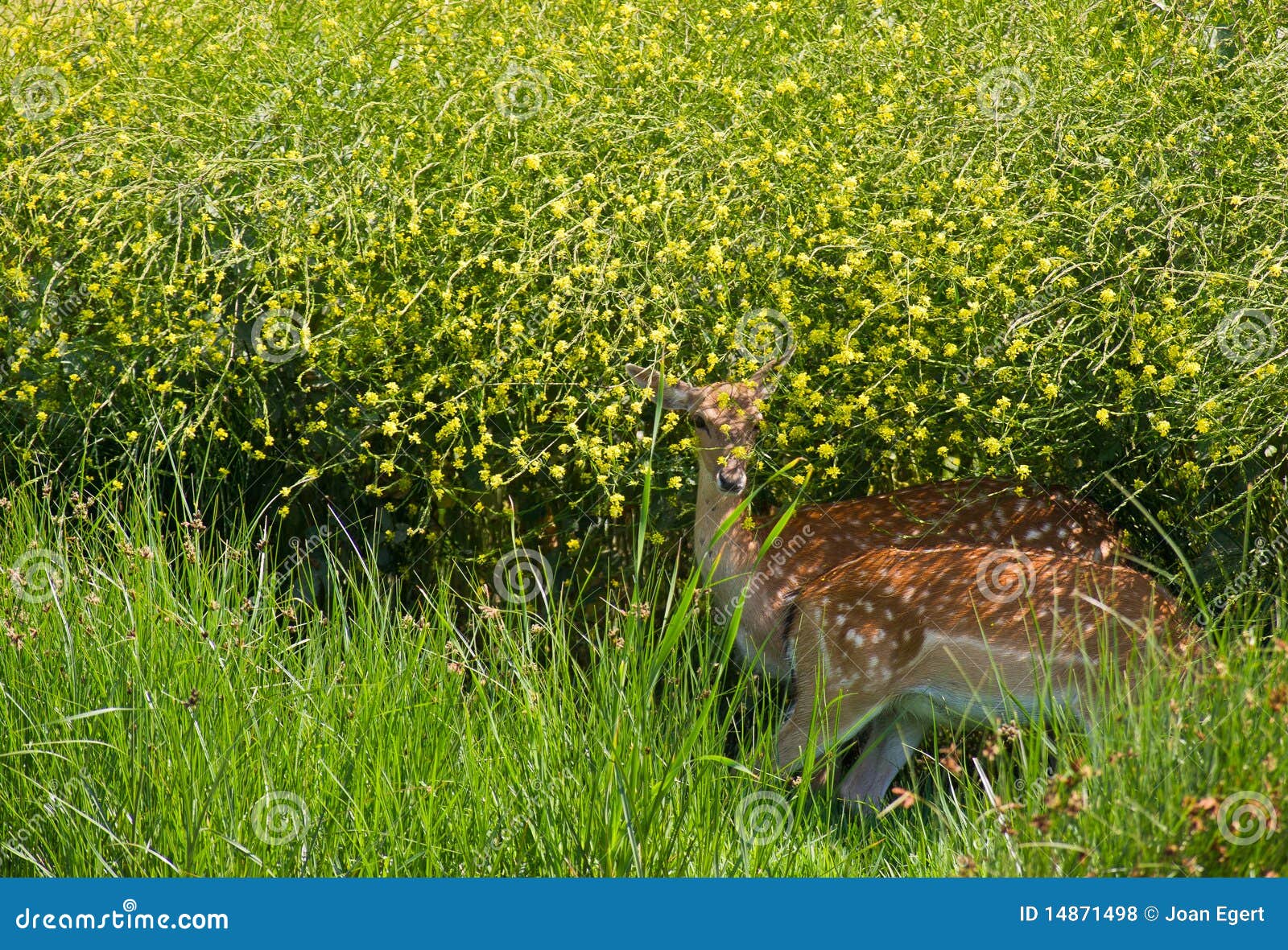 Fallow Deer Among Yellow Flowers Stock Photo - Image of flowers, deer ...