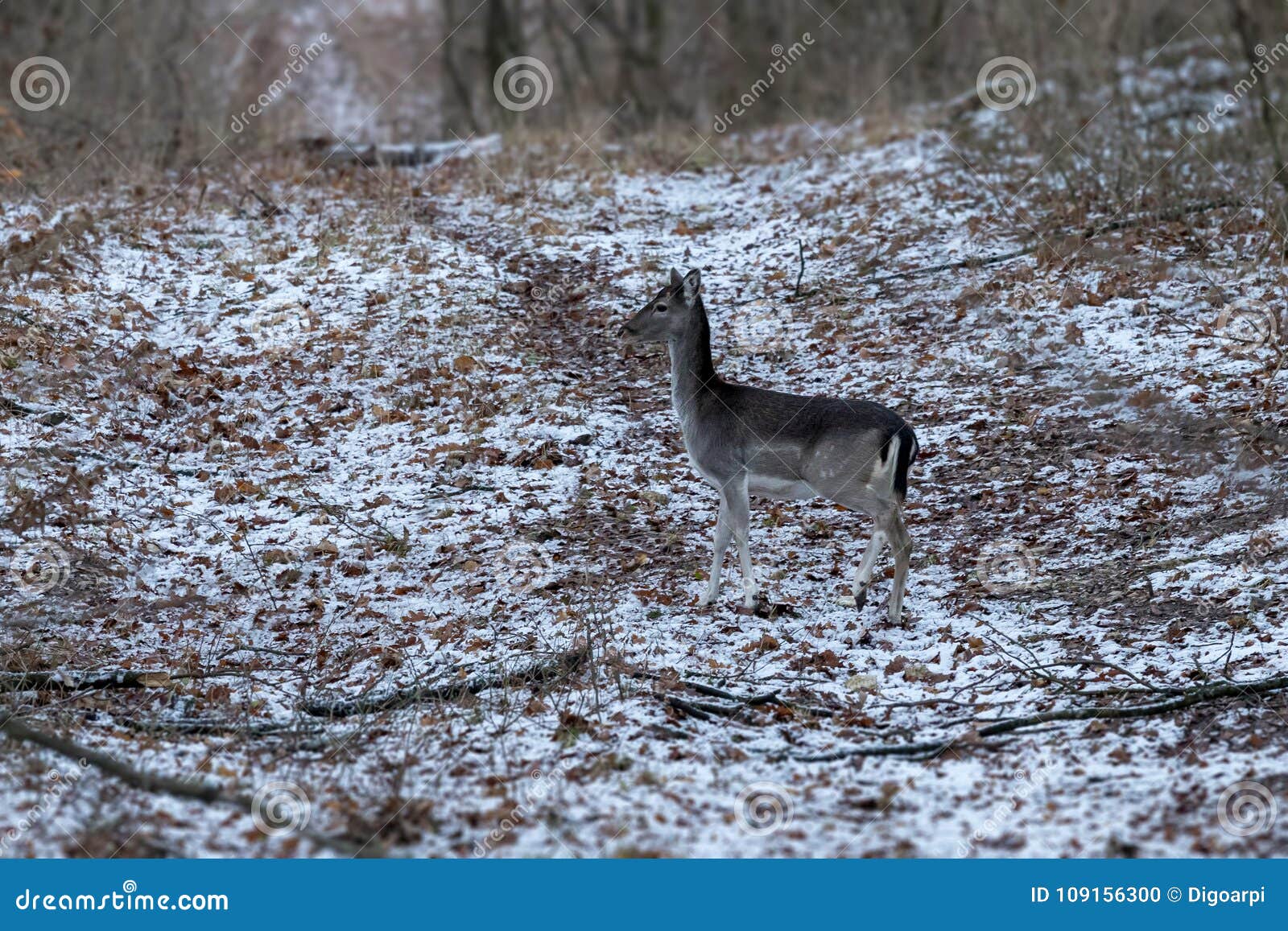 Fallow Deer Youngster in Winter Forest Stock Photo - Image of solitary ...