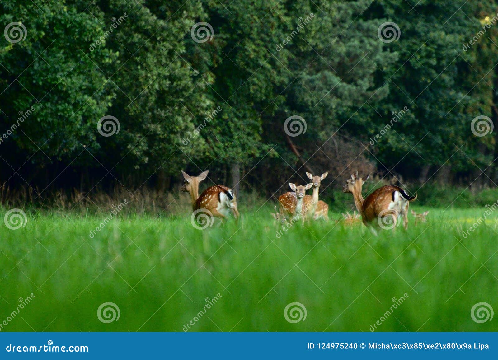 Fallow Deers Running into the Forest Stock Photo - Image of wild, tree ...
