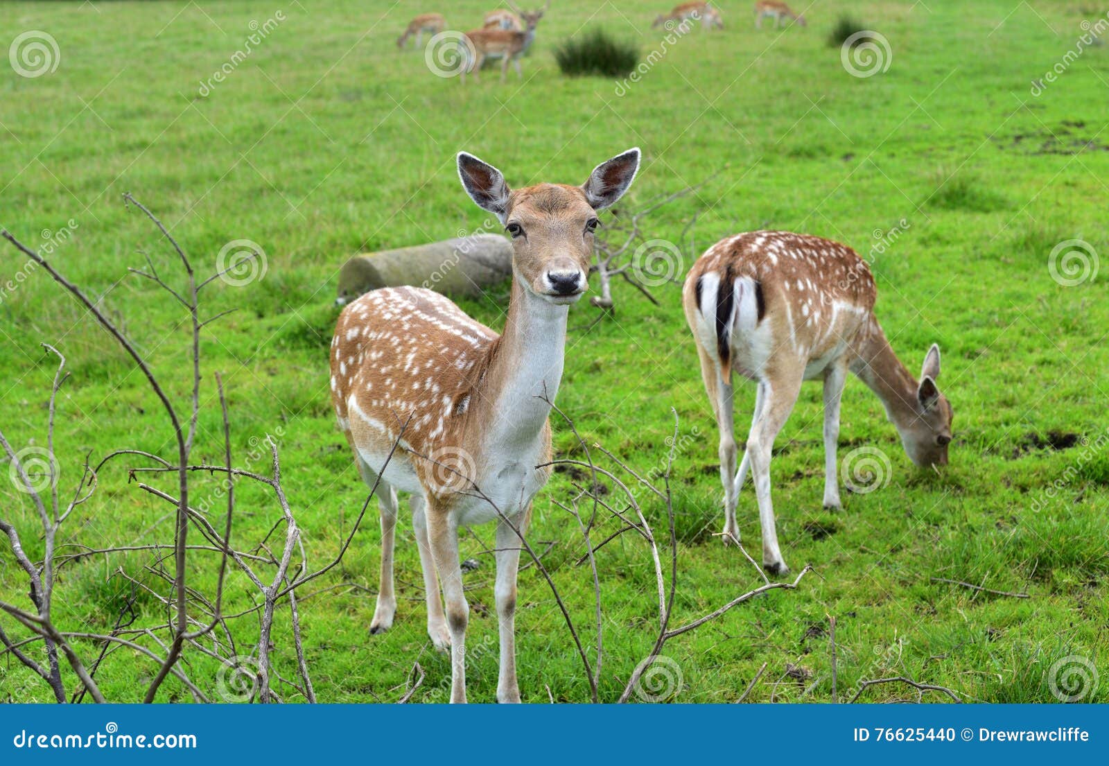 Fallow Doe stock photo. Image of cervidae, fawn, stag - 76625440