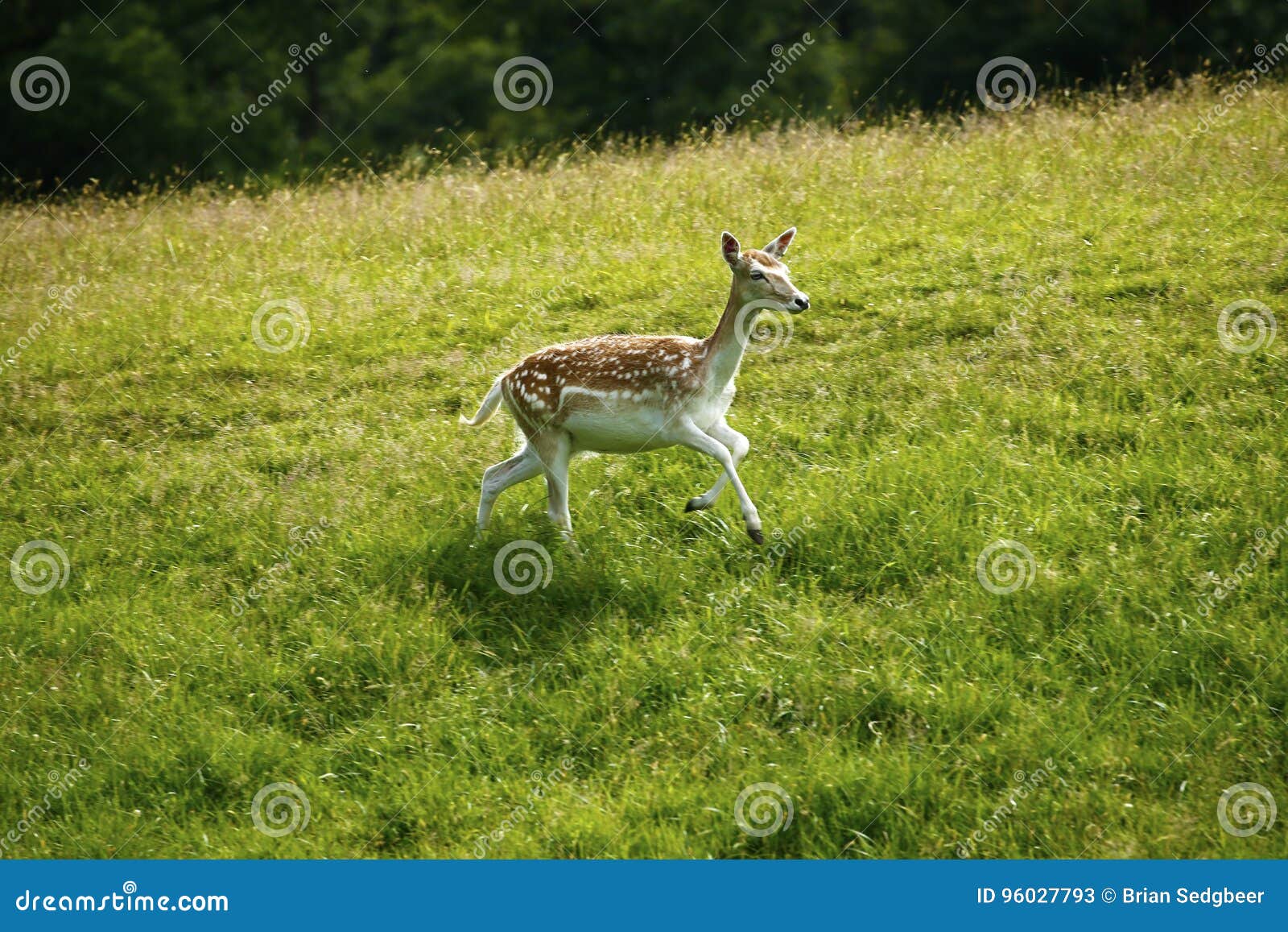 Fallow Doe in Spotted Summer Coat Stock Image - Image of antler, group ...