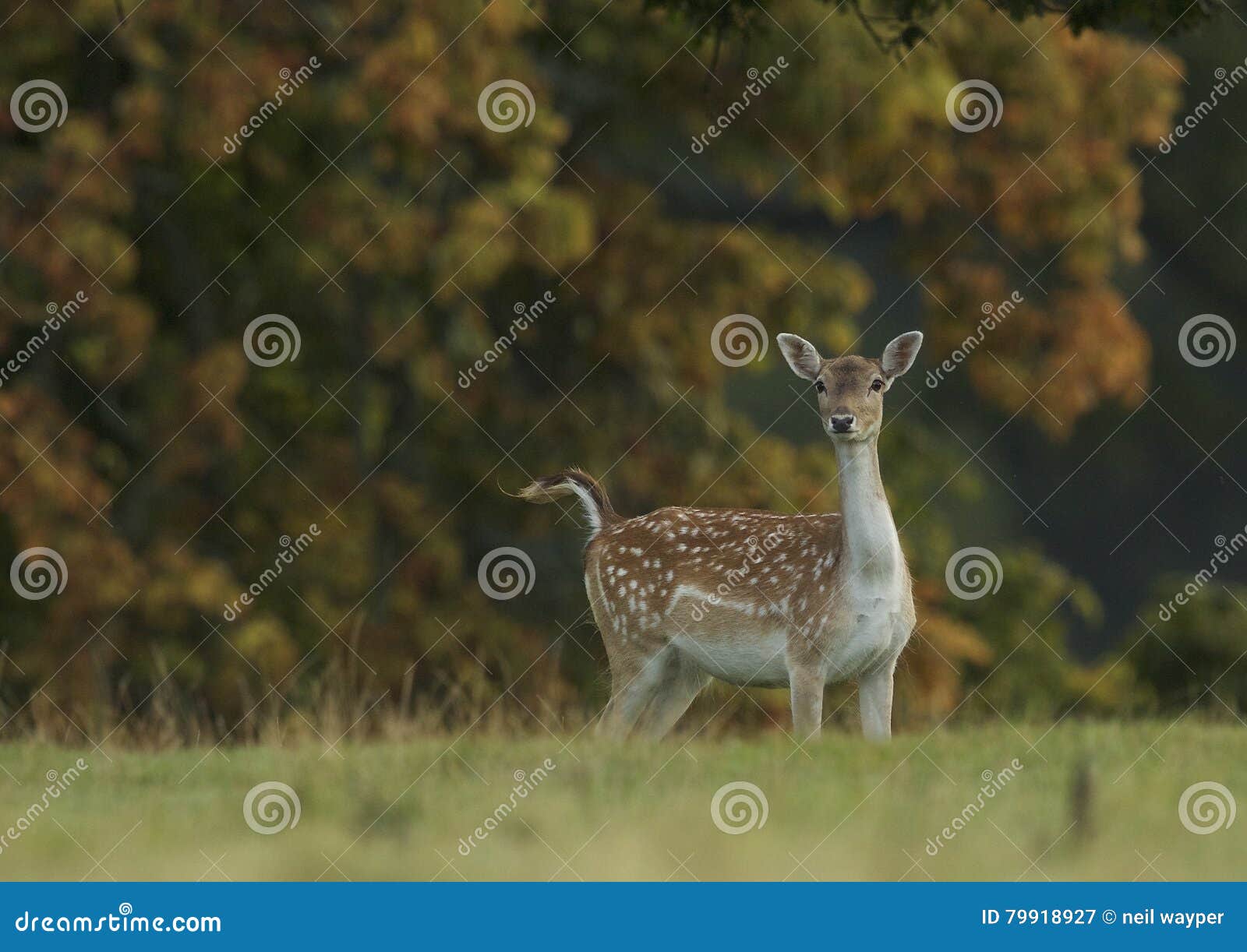Fallow hind stock image. Image of early, legs, forest - 79918927