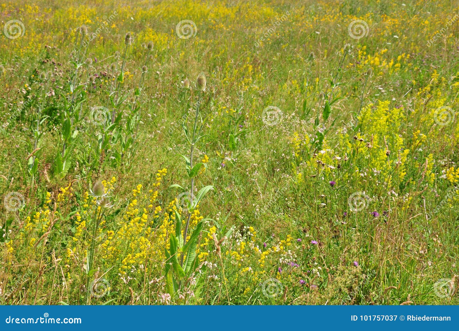 Fallow land stock image. Image of environment, bavaria - 101757037