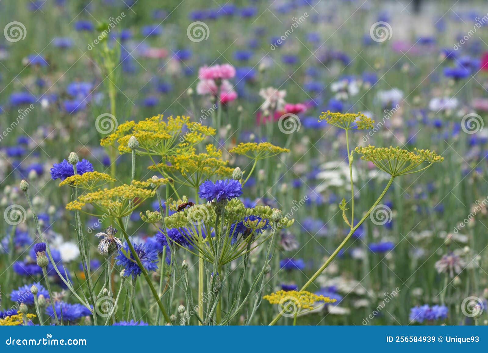 Fallow Land with Many Colors Stock Image - Image of meter, decoration ...