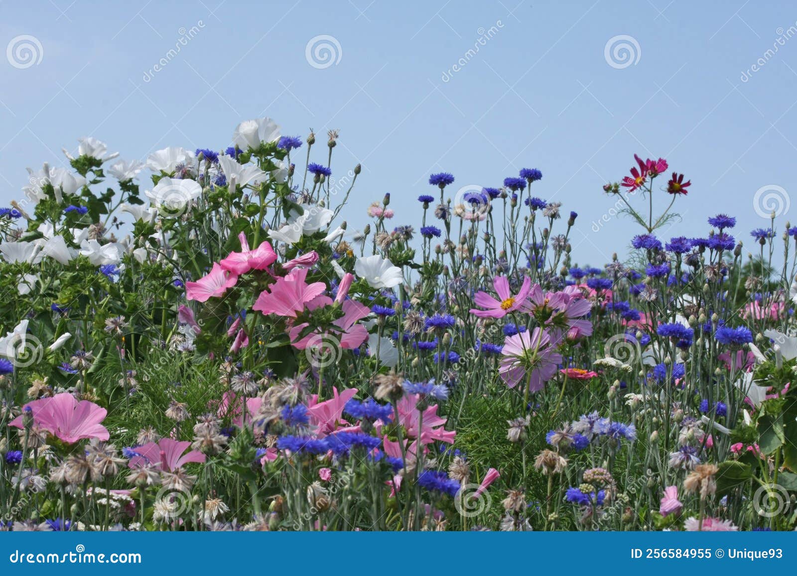 Fallow Land with Many Colors Stock Image - Image of field, grass: 256584955
