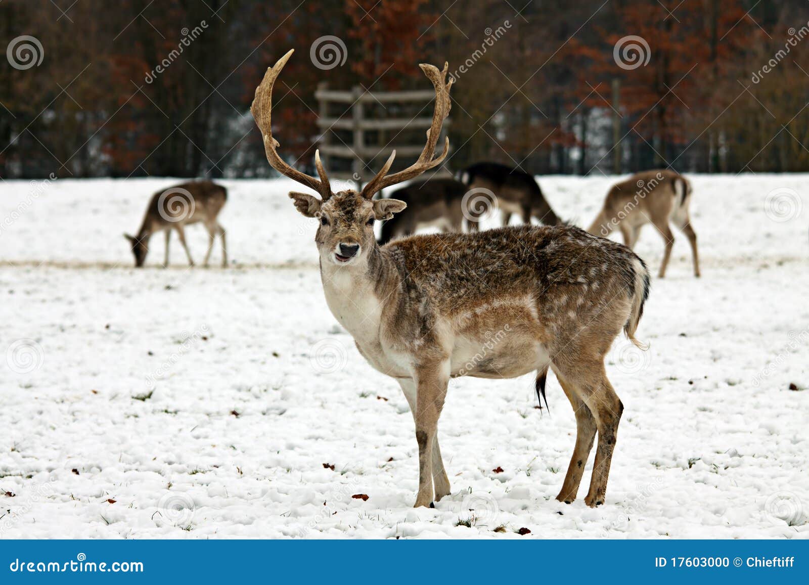 Fallow Stag stock photo. Image of dama, herd, burghley - 17603000