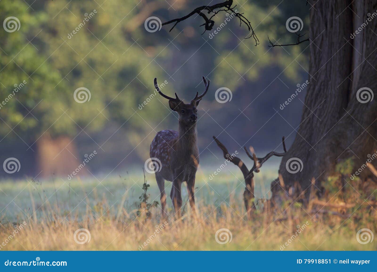 Fallow stag stock image. Image of territory, morning - 79918851