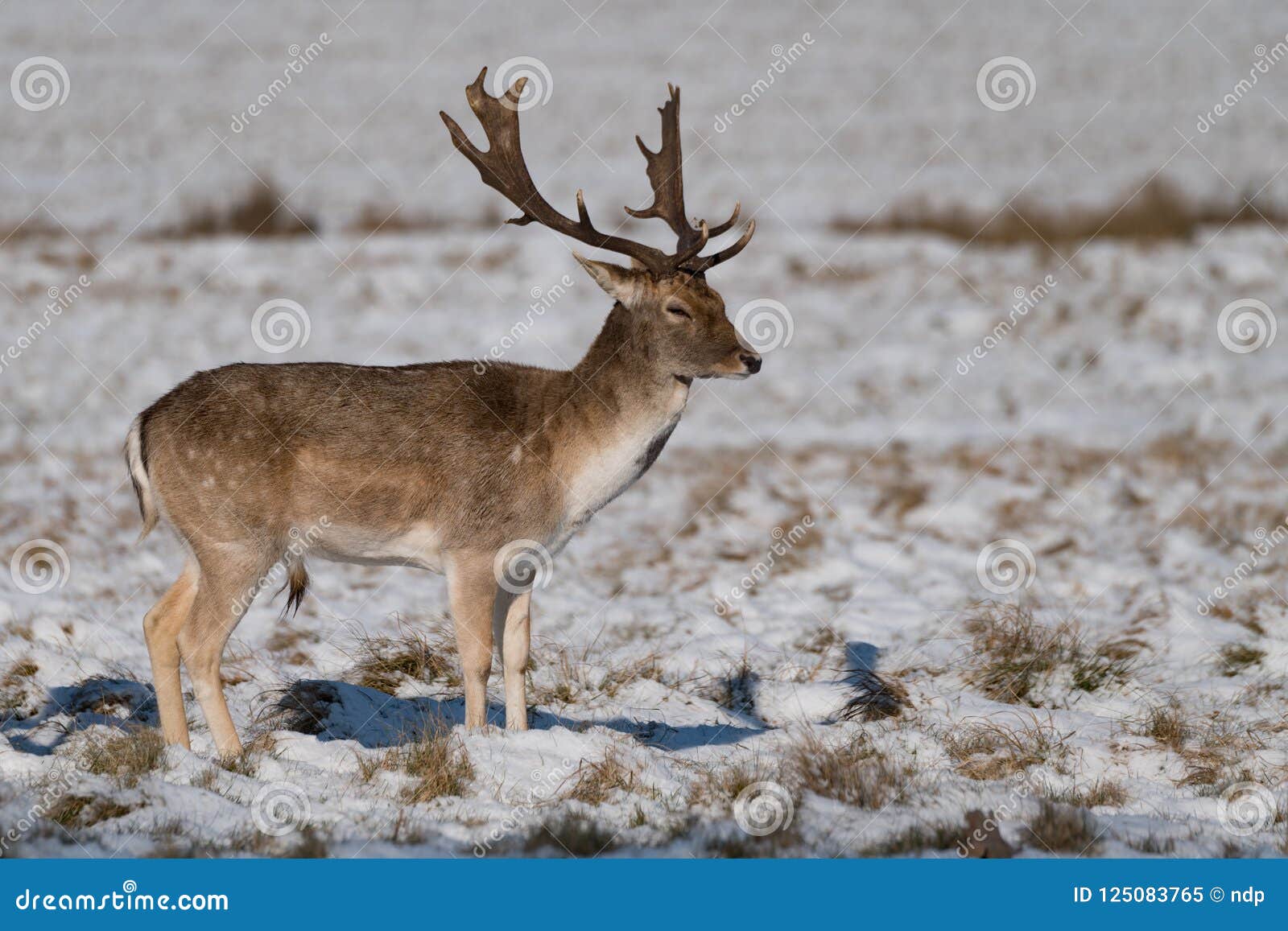 Fallow Stag in Sunshine Stands in Snow Stock Image - Image of kingdom ...