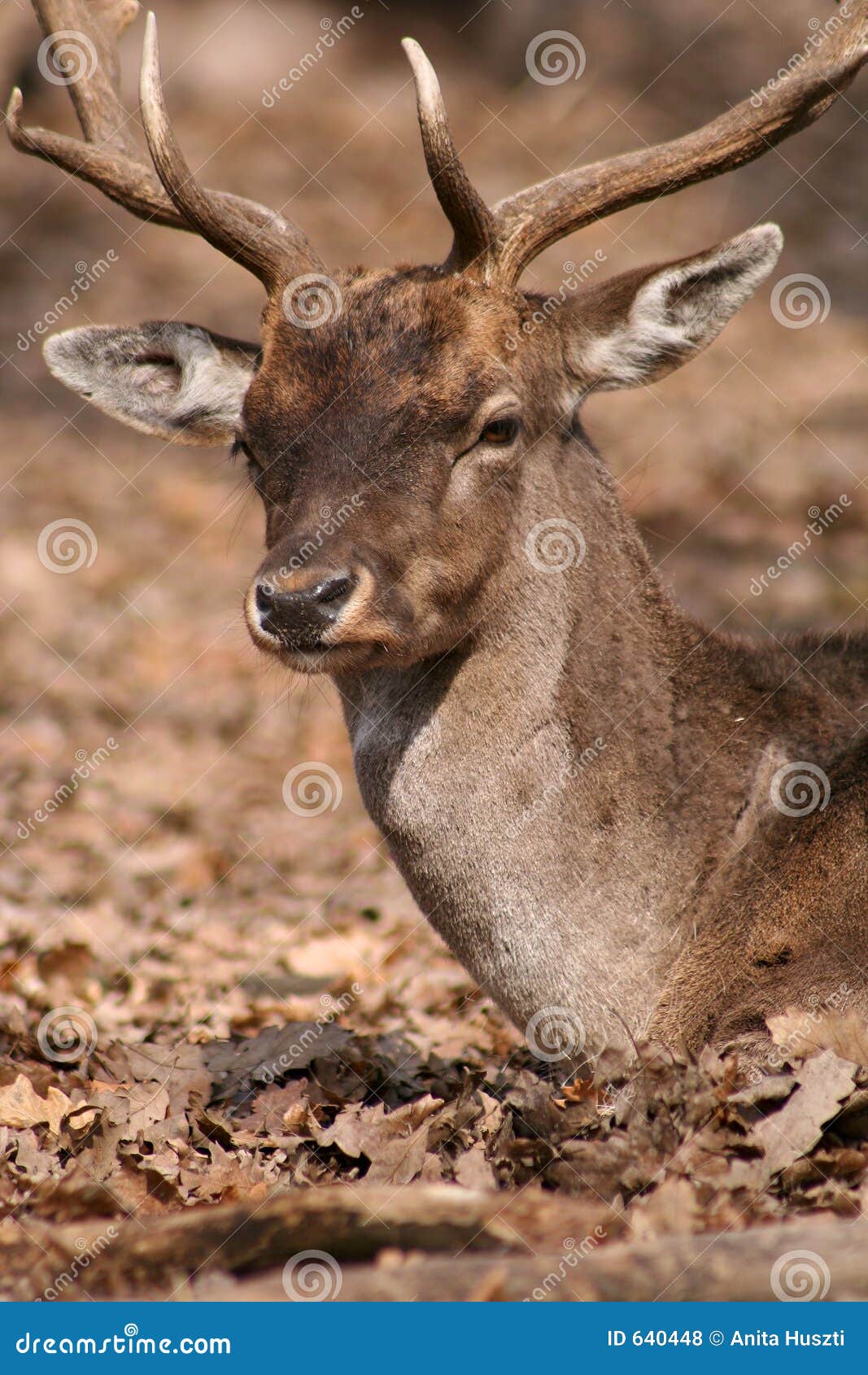Fallower deer stock photo. Image of animal, fall, herbivore - 640448