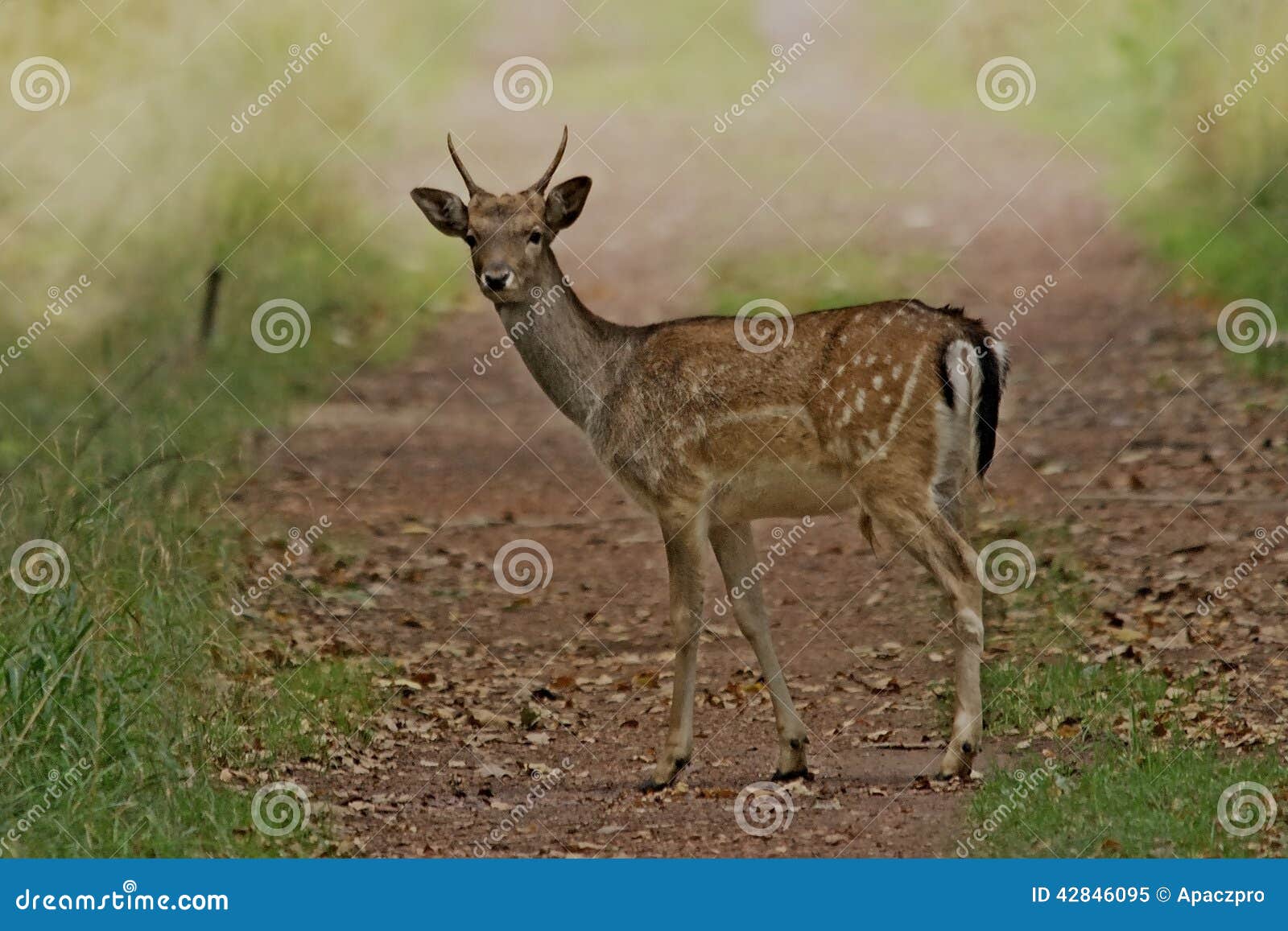 Fallow deer stock image. Image of fallow, daylight, fallows - 42846095