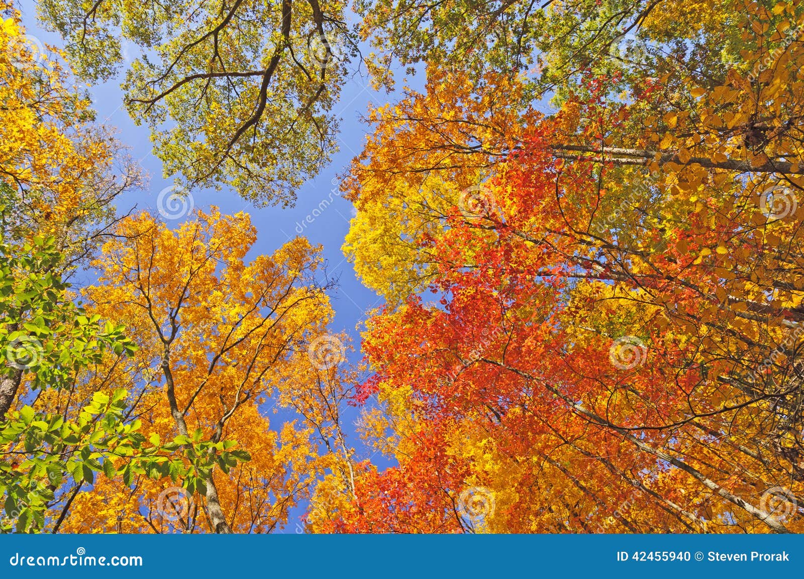 Falls Colors in the Forest Canopy Stock Photo - Image of outdoor ...