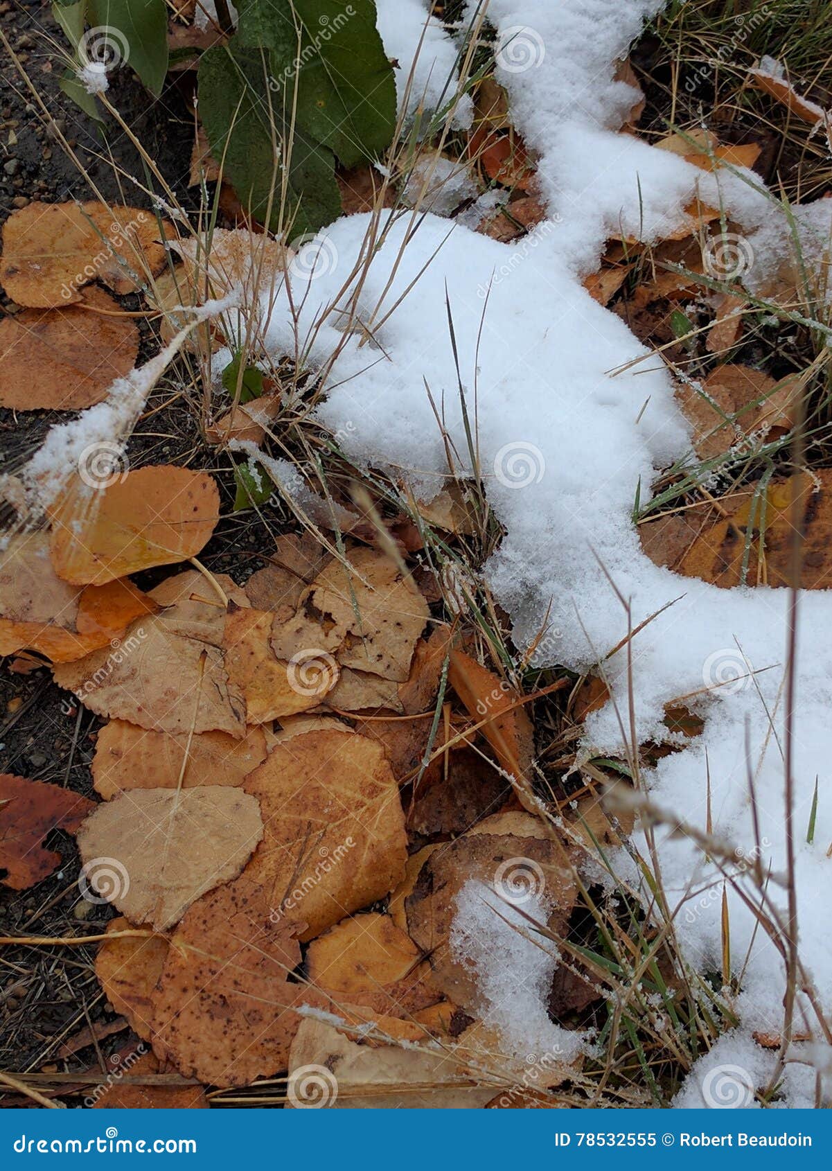 Falls first snow stock image. Image of snow, snowfall - 78532555