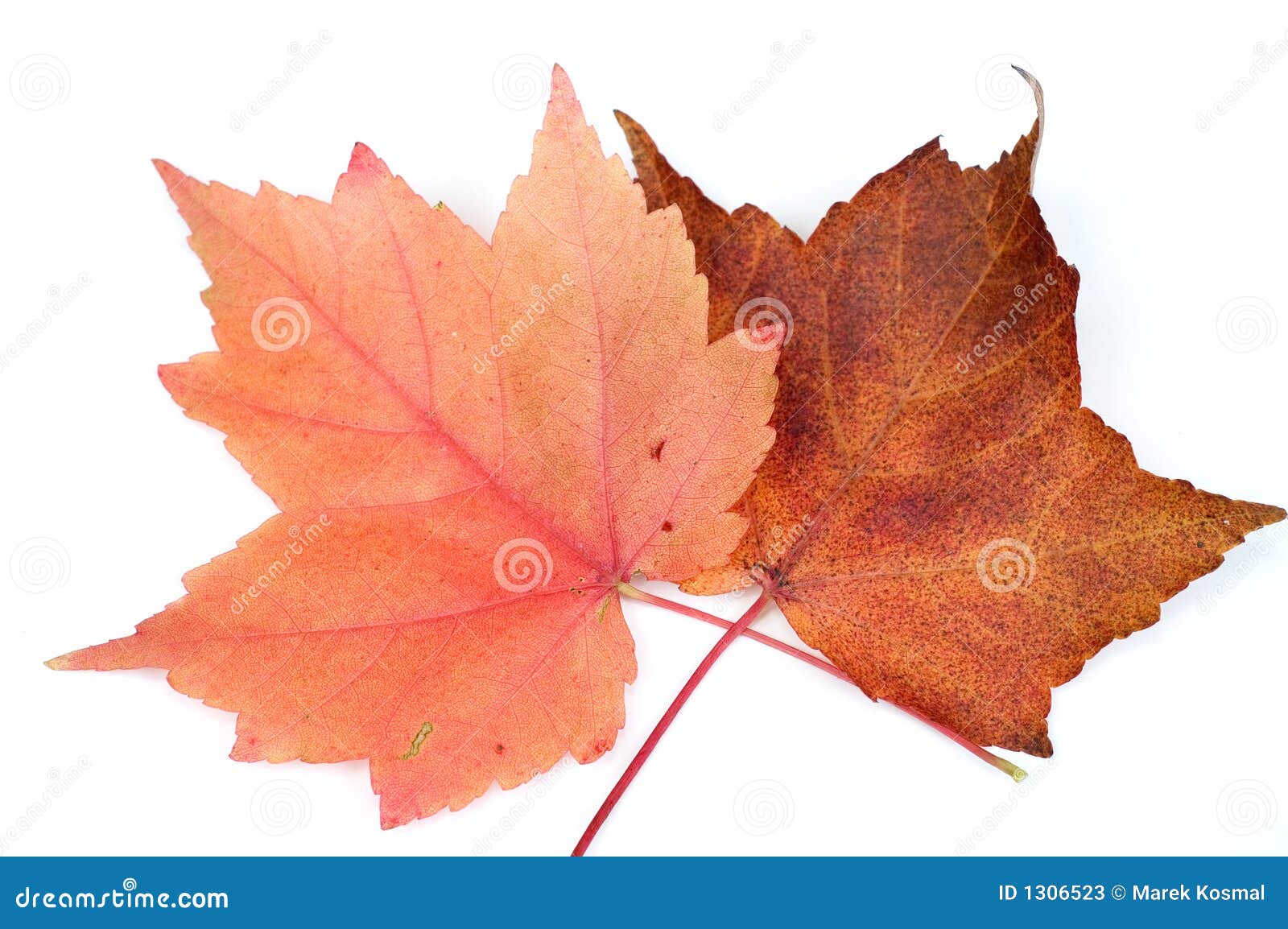 Falls leafs stock image. Image of leaf, background, nature - 1306523