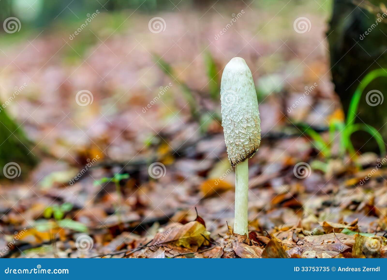 Fallus zoals paddestoel. stock afbeelding. Image of geur - 33753735