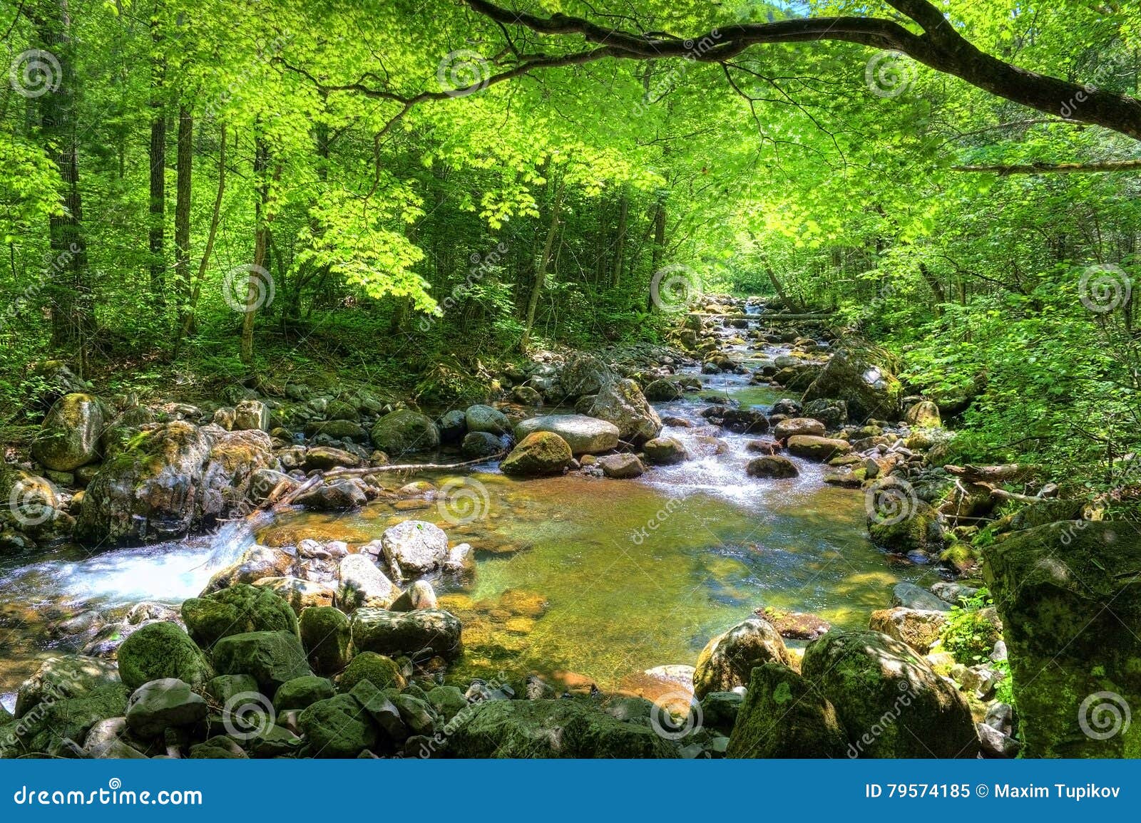 Fallwaldstrom Smolny in Russischer Primorye Reserve Stockbild - Bild ...