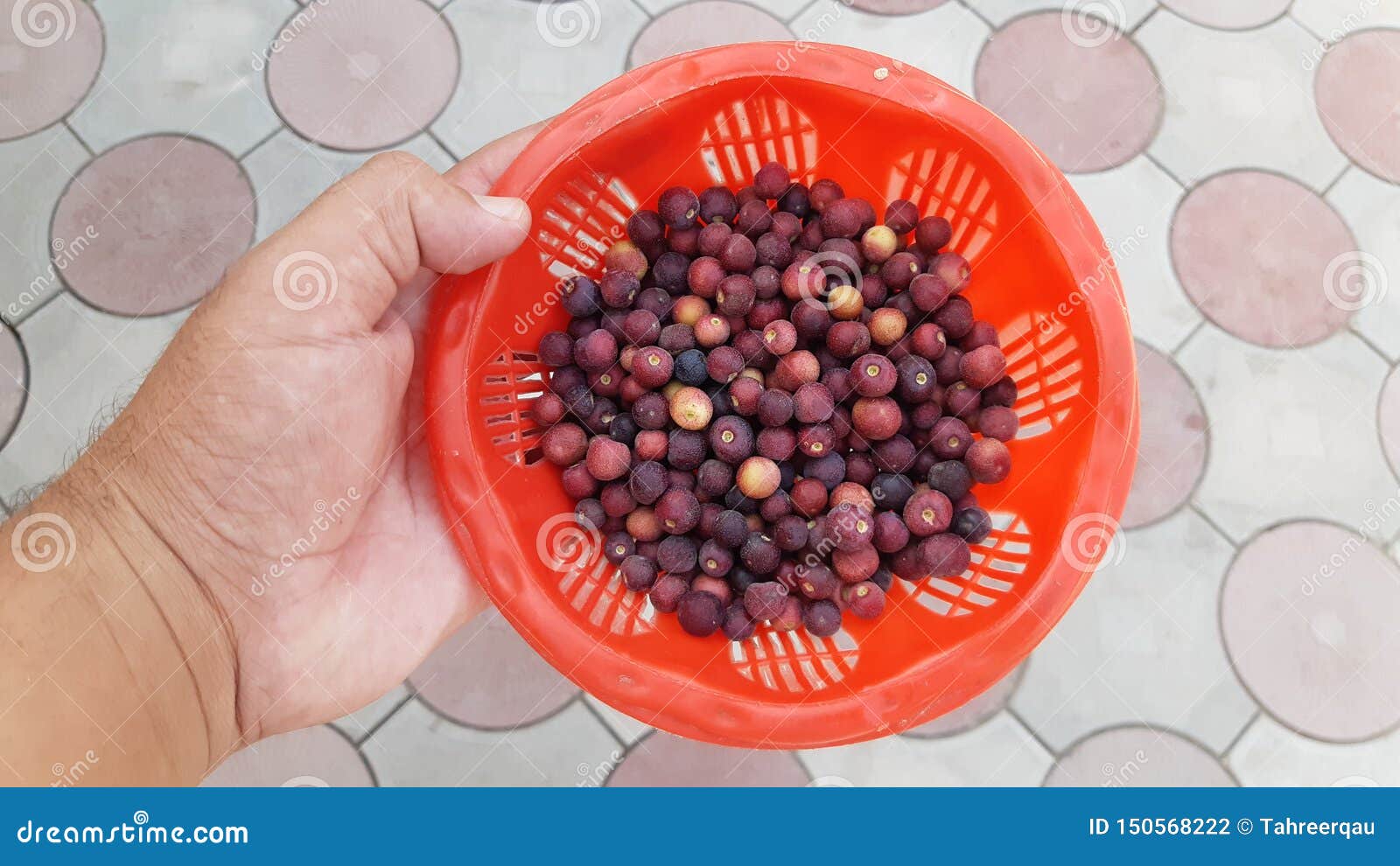 Falsa Fruit Berries Royalty-Free Stock Image | CartoonDealer.com #150568222