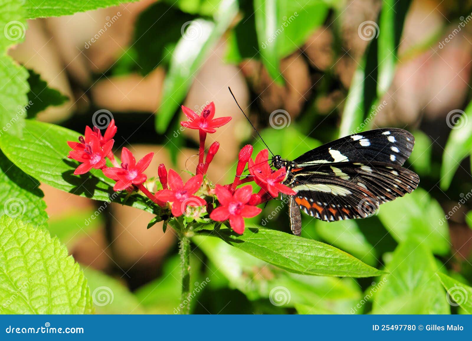 Falsche Zebra Longwing Basisrecheneinheit Stockfoto - Bild von klavier ...