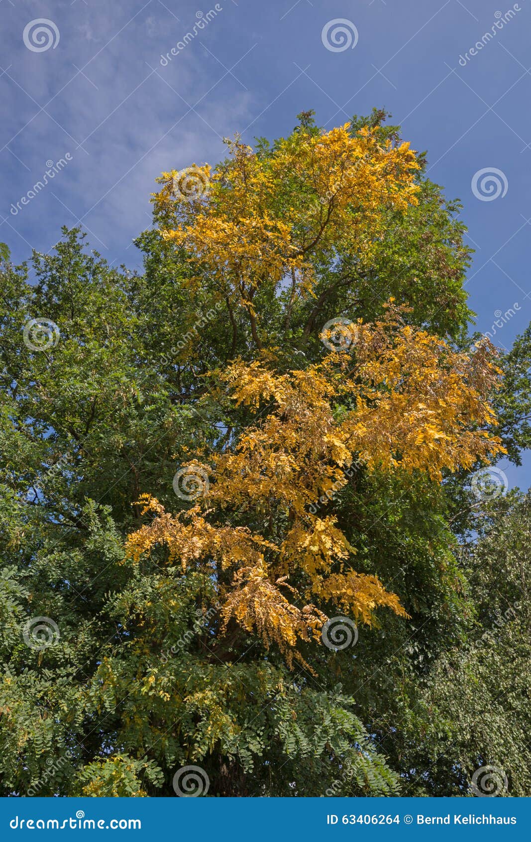 False Acacia (Robinia Pseudoacacia) Stock Photo - Image of summer ...