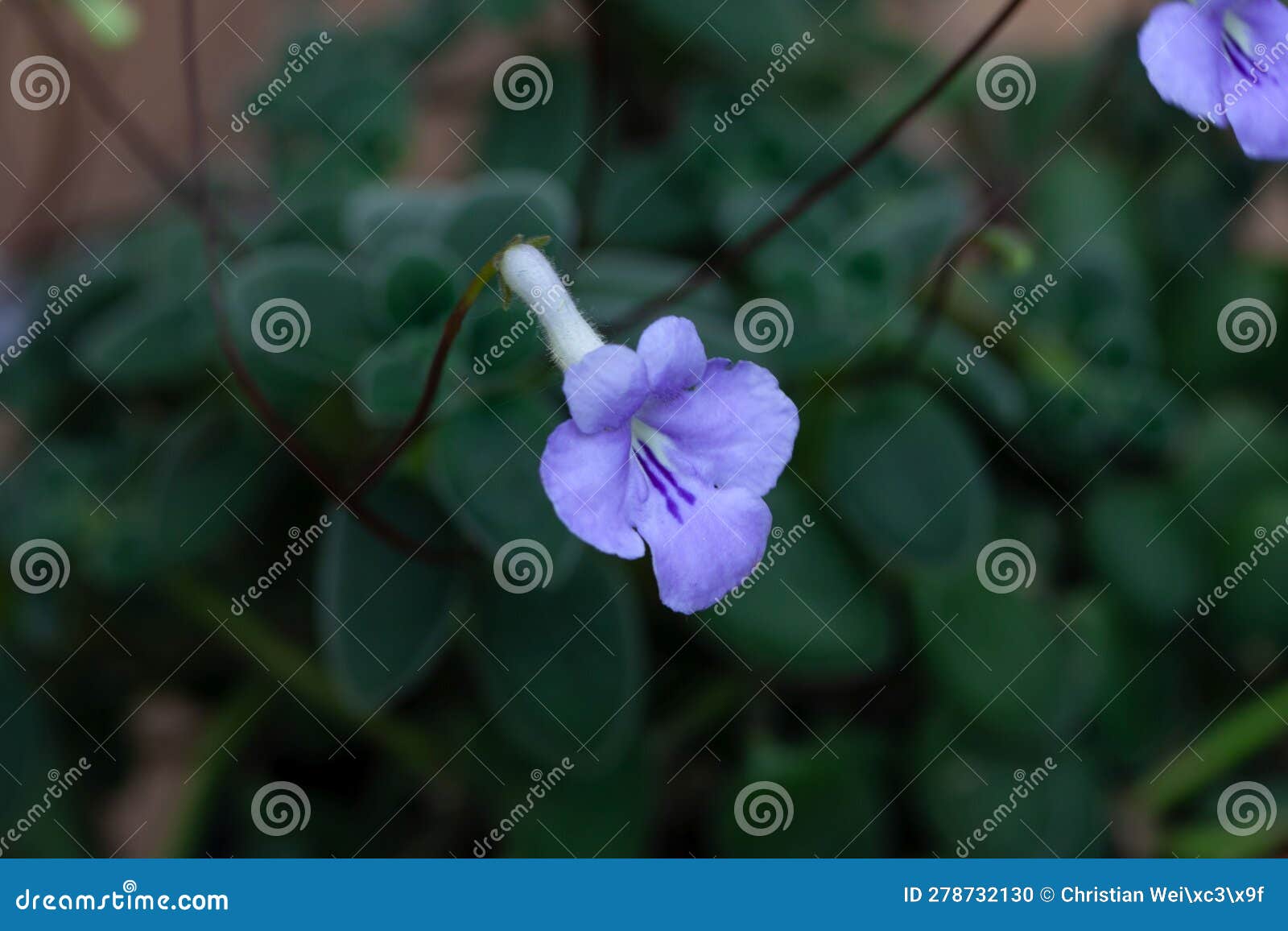 False African Violet, Streptocarpus Saxorum Stock Photo - Image of ...