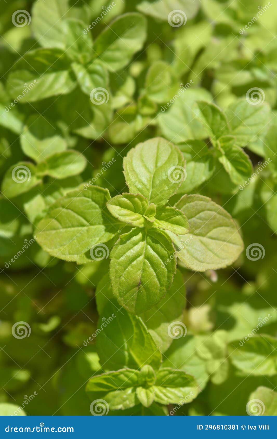 False apple mint stock image. Image of leaves, leaf - 296810381
