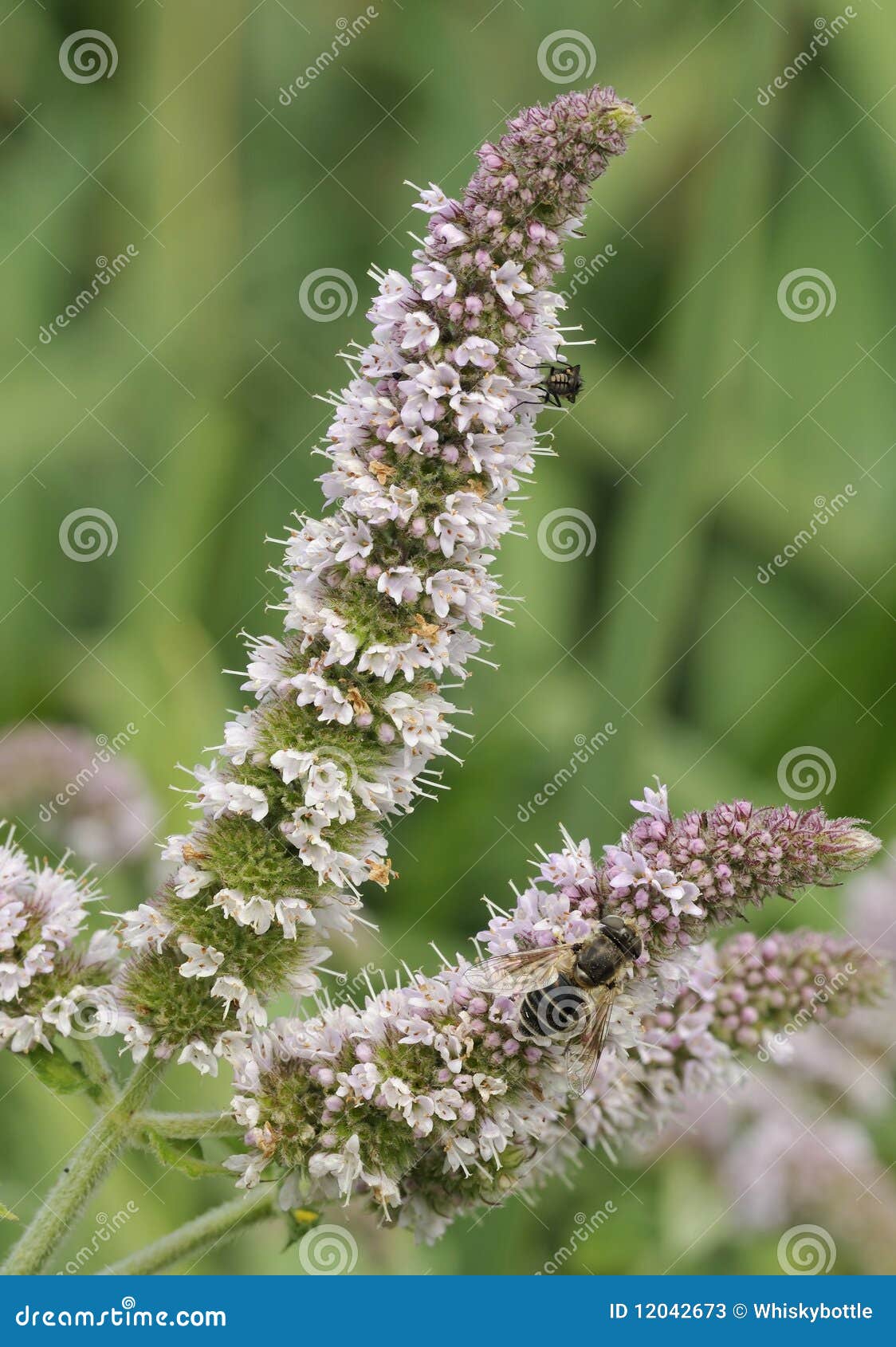 False Apple Mint - Mentha X Rotundifolia Stock Image - Image of mentha ...