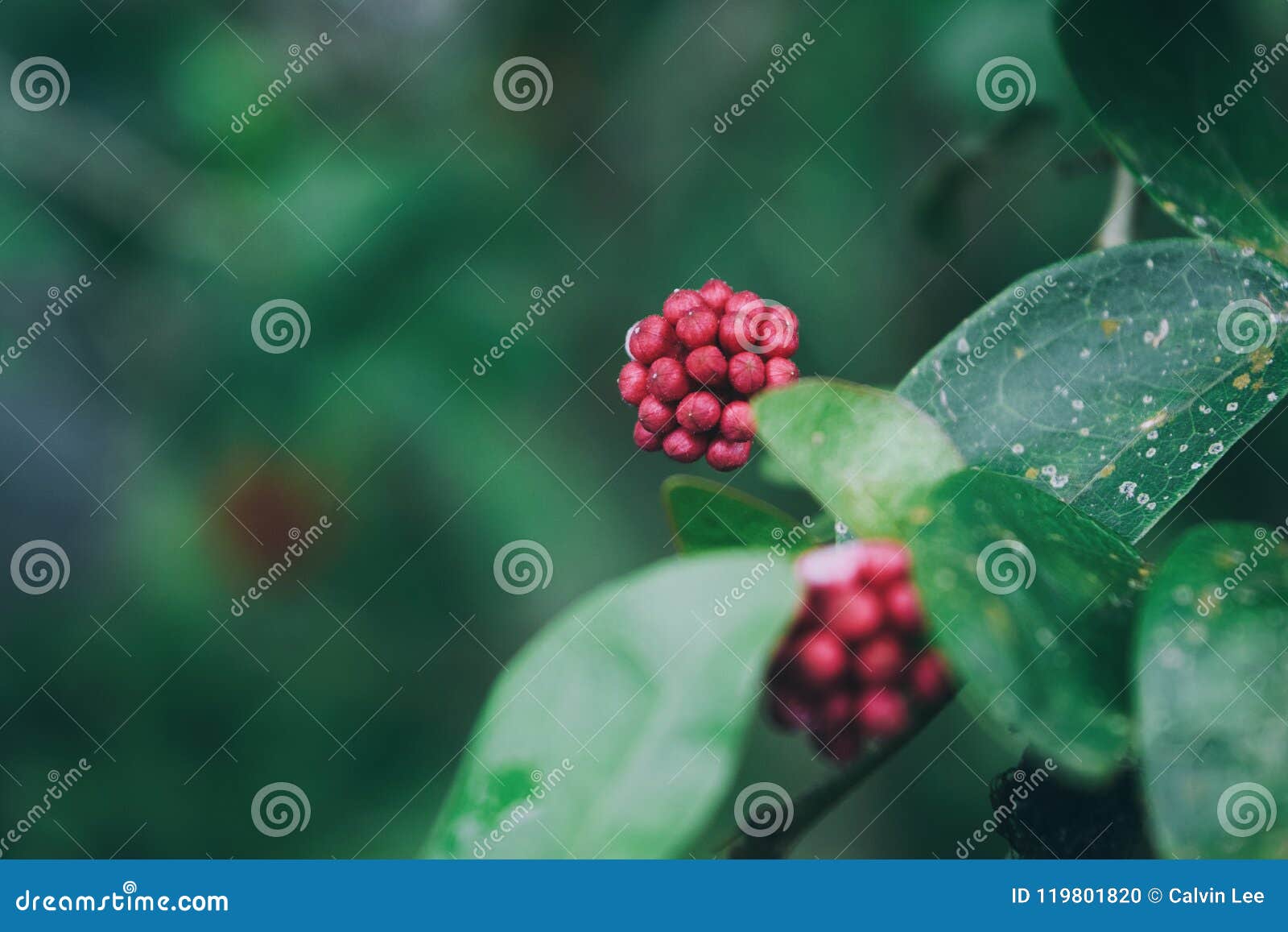 False-berry stock photo. Image of delicious, falseberry - 119801820