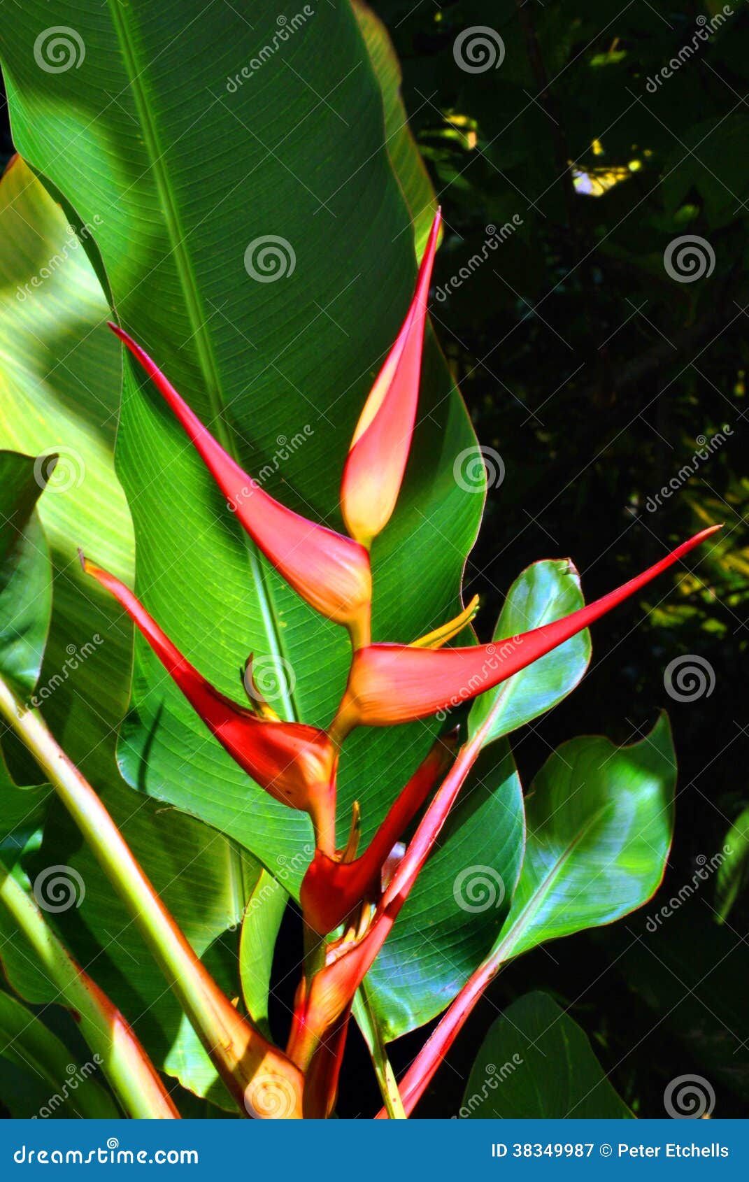 Heliconia Subulata In Gardens Royalty-Free Stock Photo | CartoonDealer ...