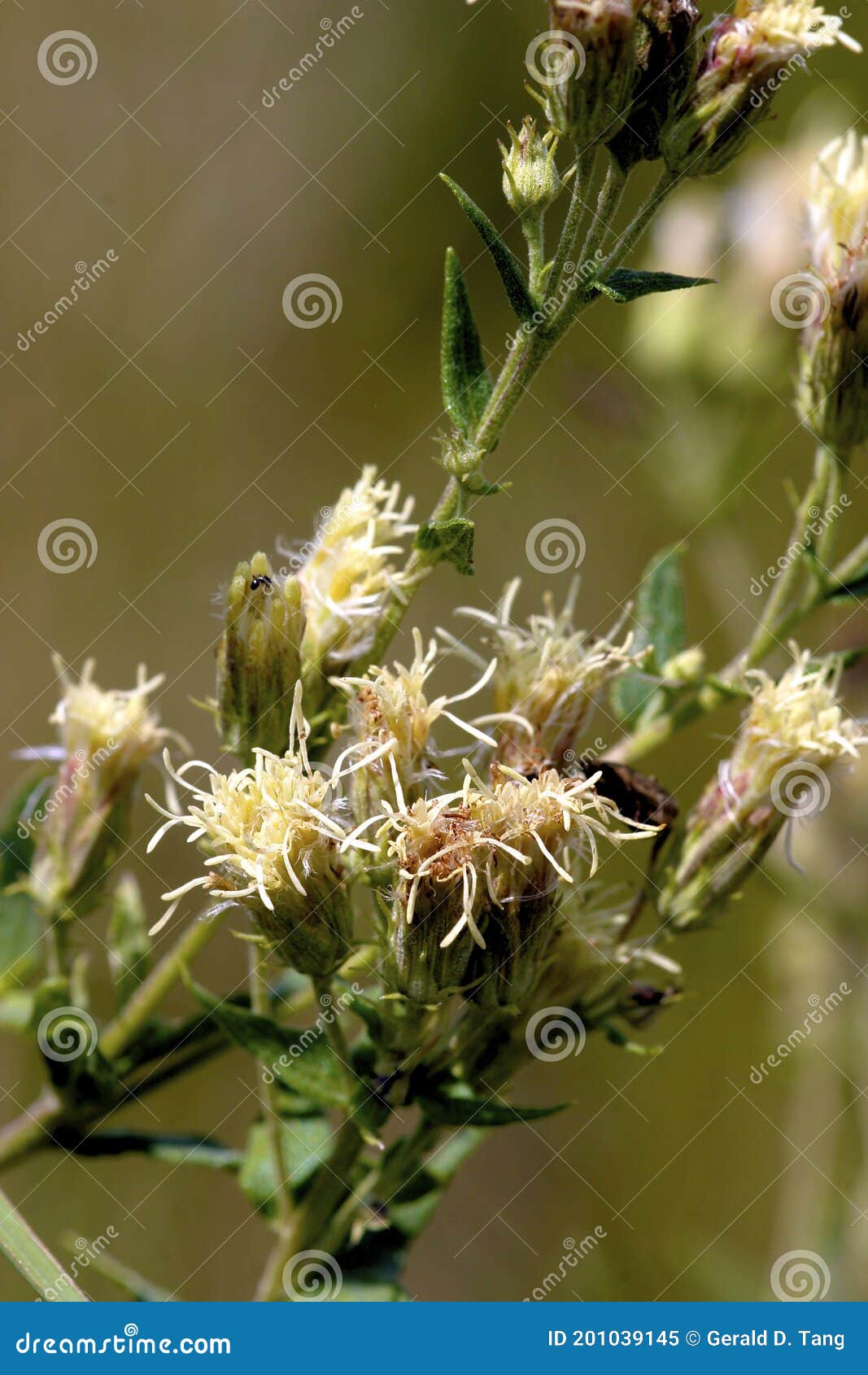 False Boneset 605273 stock image. Image of eupatorioides - 201039145