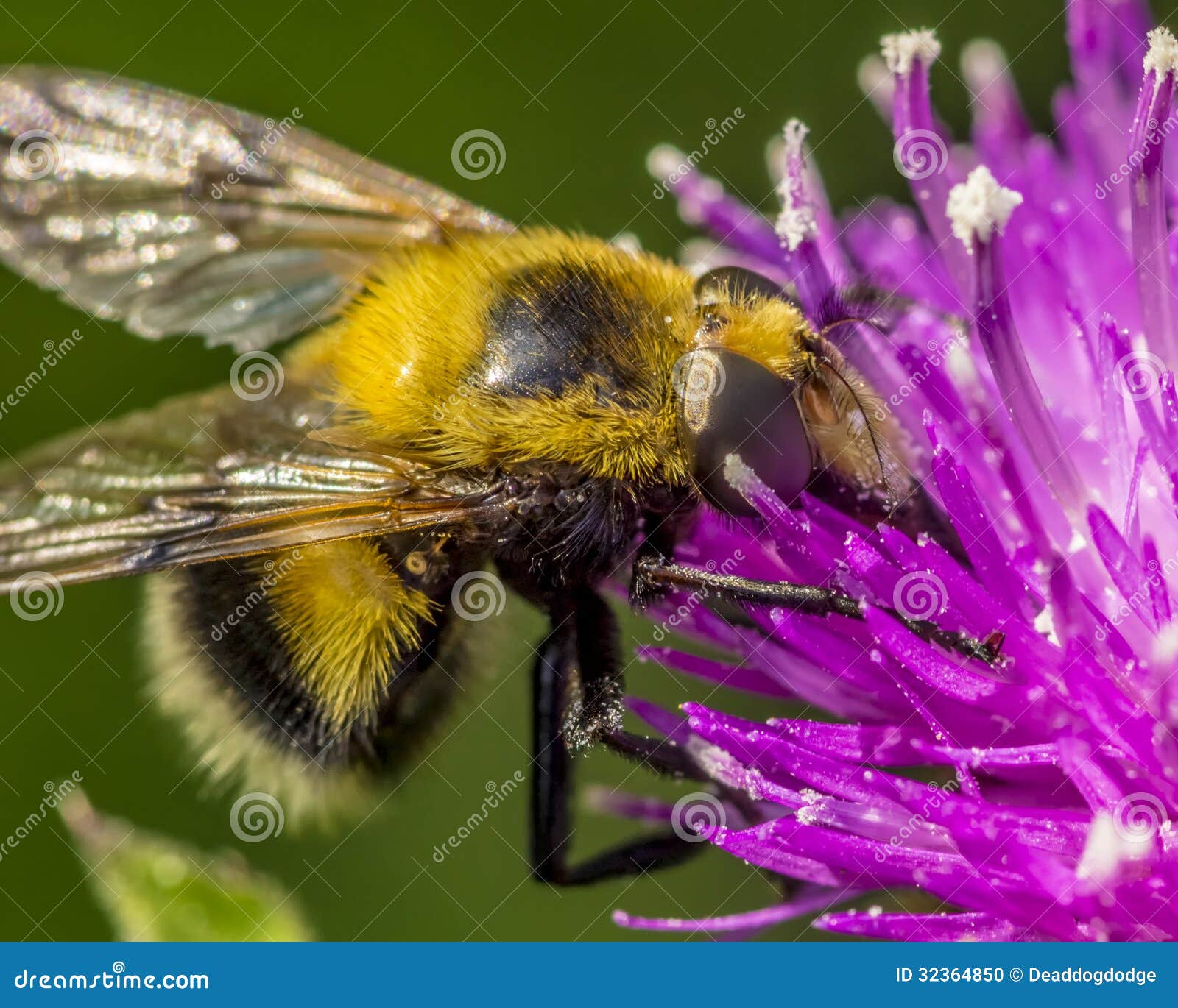 False bumble bee stock photo. Image of arthropod, diptera - 32364850