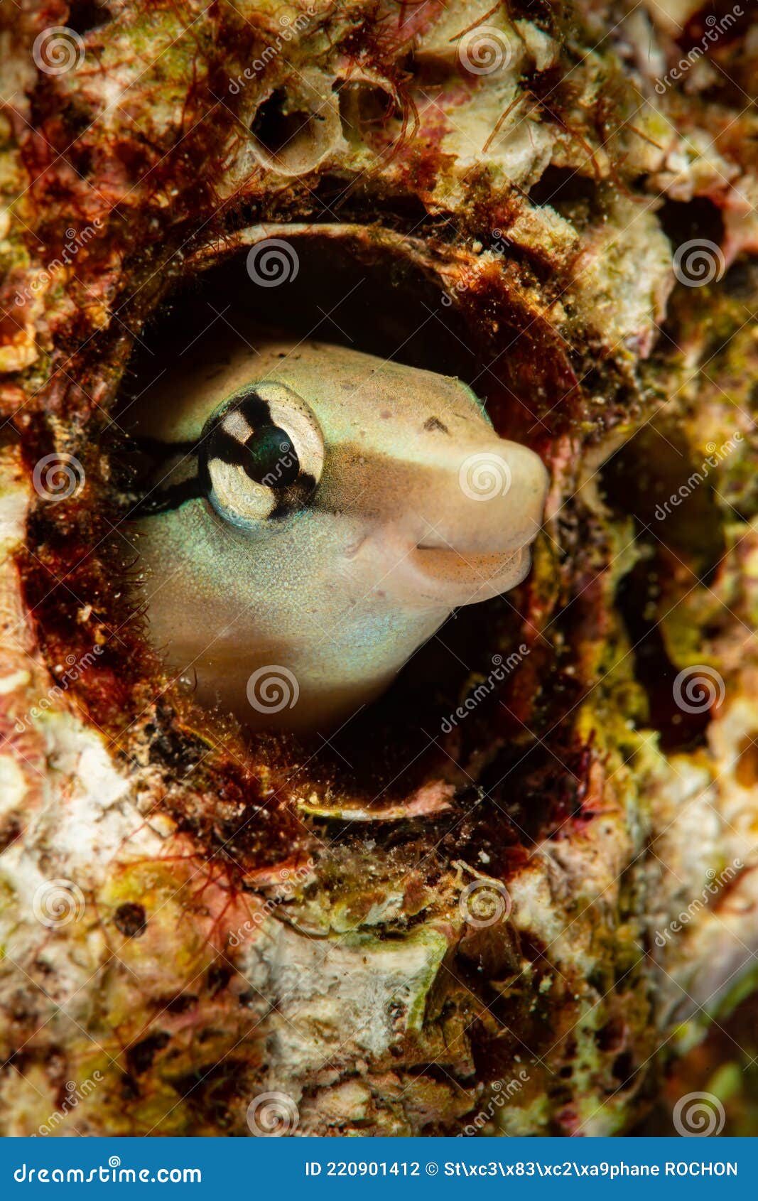 False Cleanerfish Fangblenny Blenny Fish Stock Photo - Image of ...