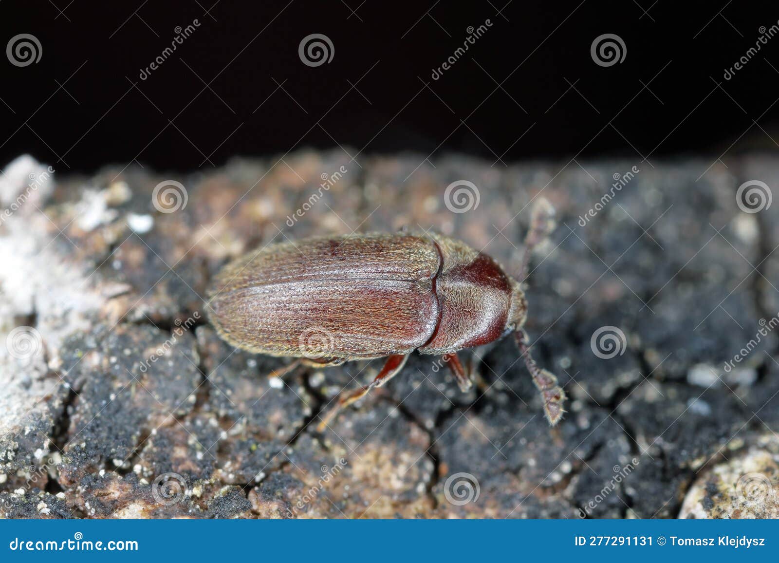 False Click Beetle Indoors (Trixagus Sp). a Tiny Beetle that Develops ...