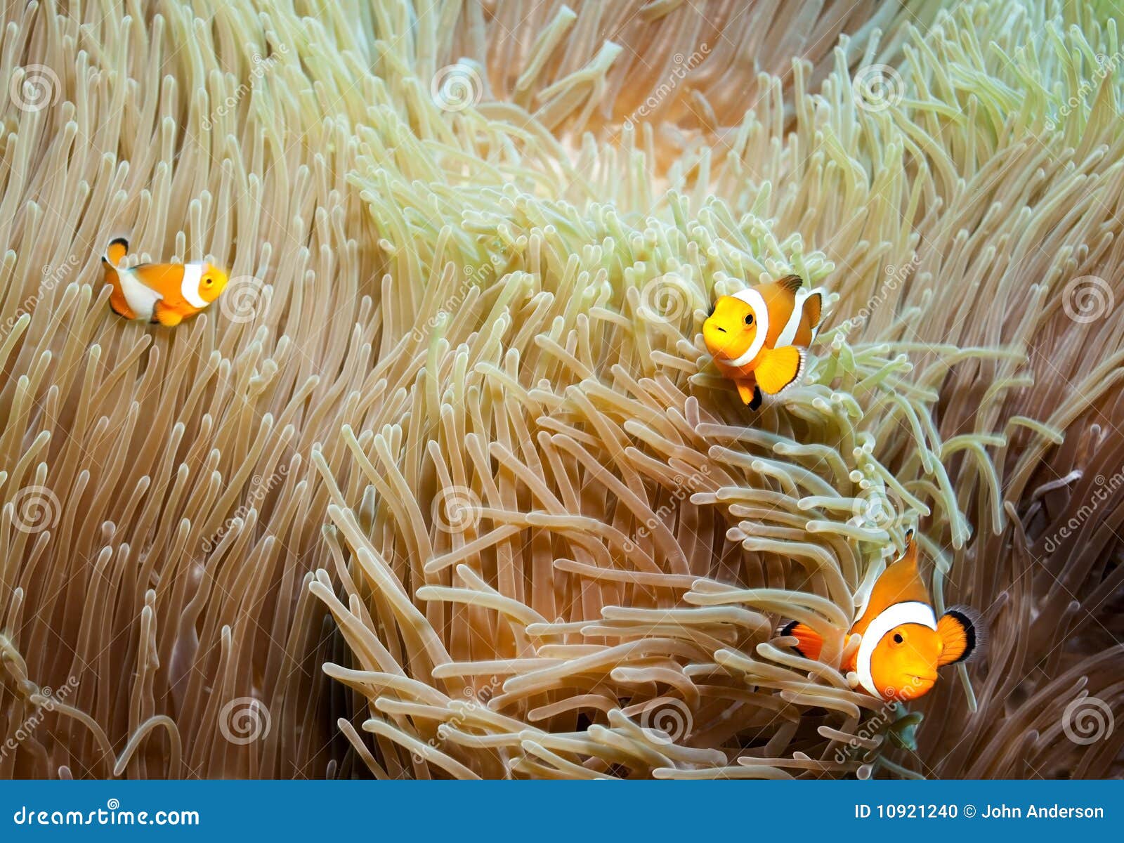 False Clown Anemonefish stock photo. Image of fish, underwater - 10921240