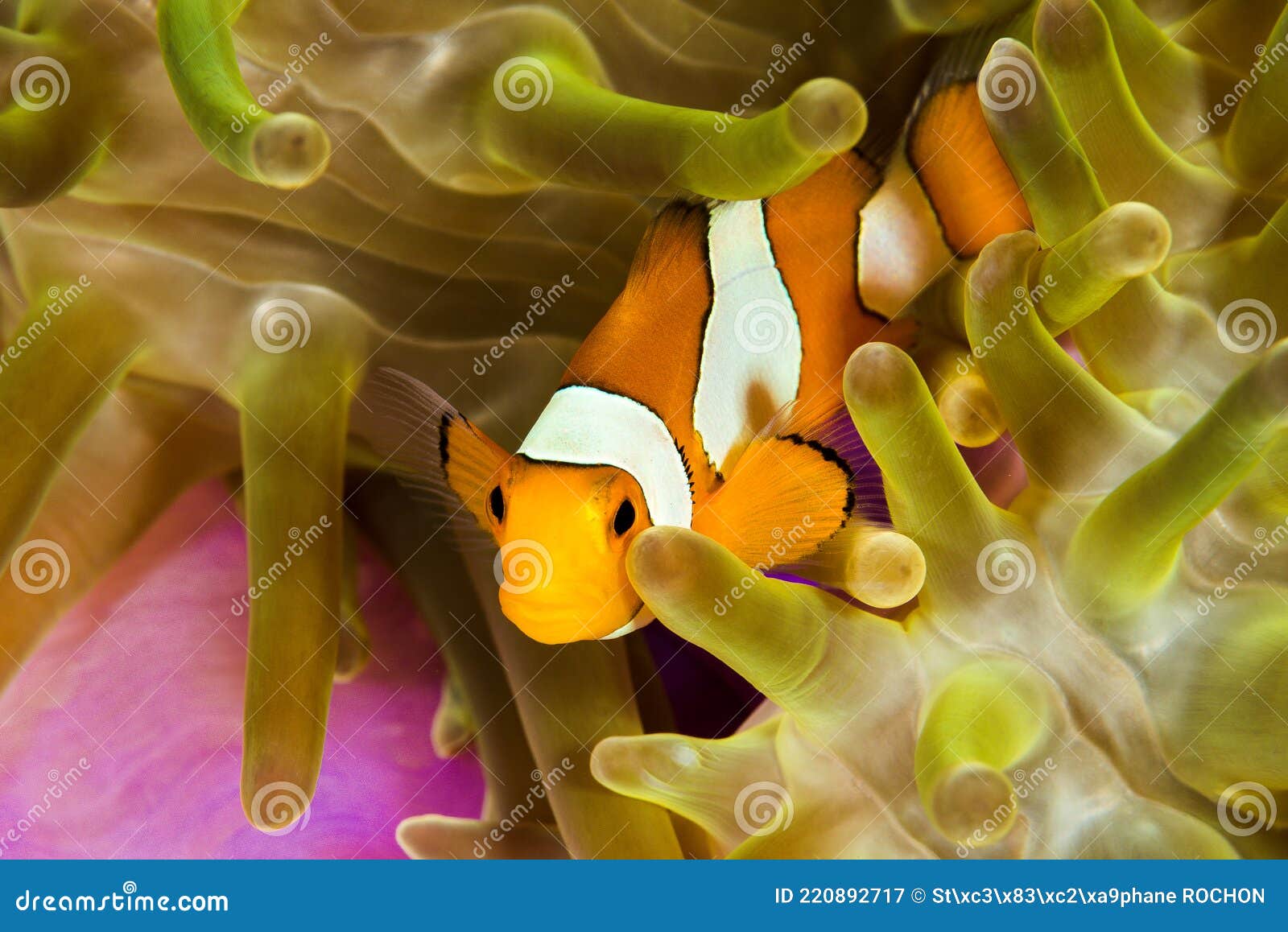 Red Sea Anemonefish - Red Sea Clownfish Amphiprion Bicinctus Stock ...