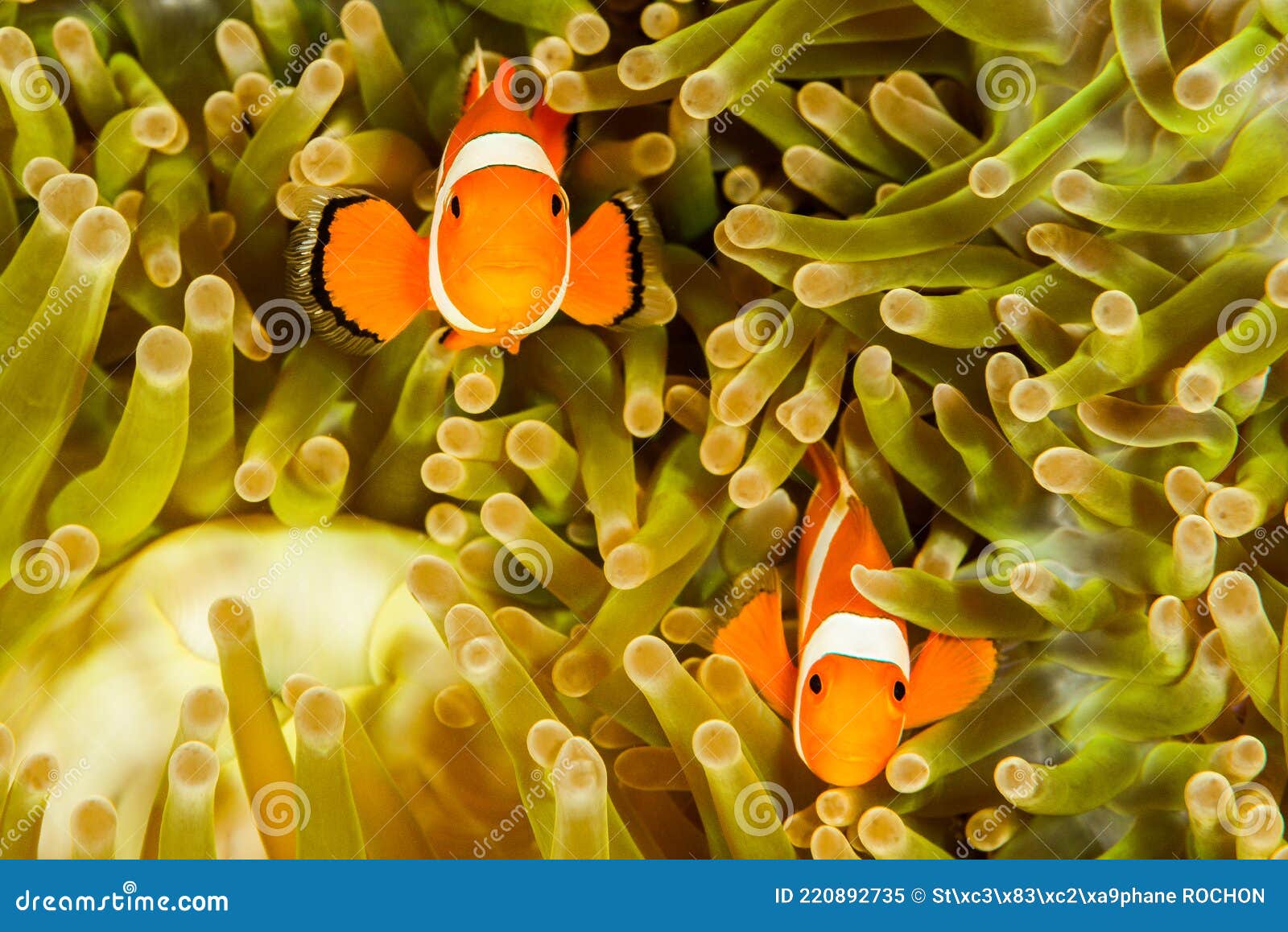 False Clown Anemonefish, Clownfish Stock Image - Image of portrait ...