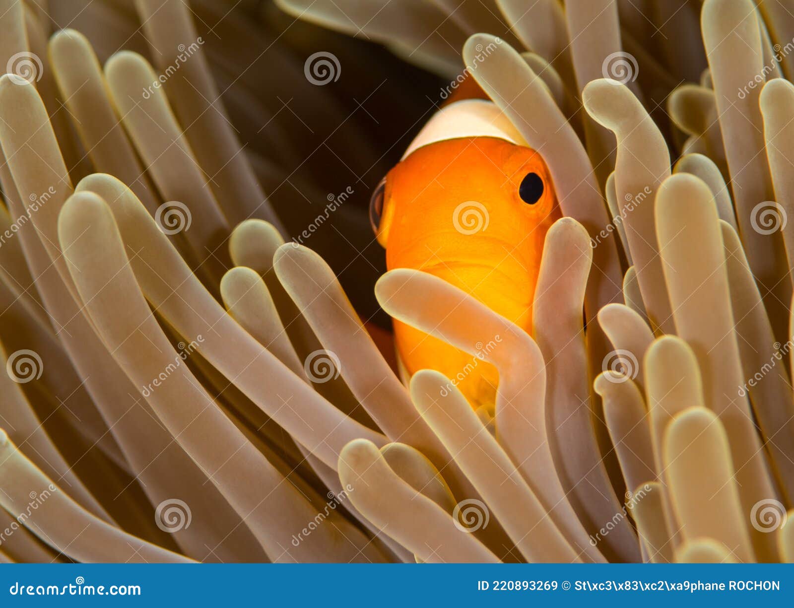 False Clown Anemonefish, Clownfish Stock Image - Image of biology ...