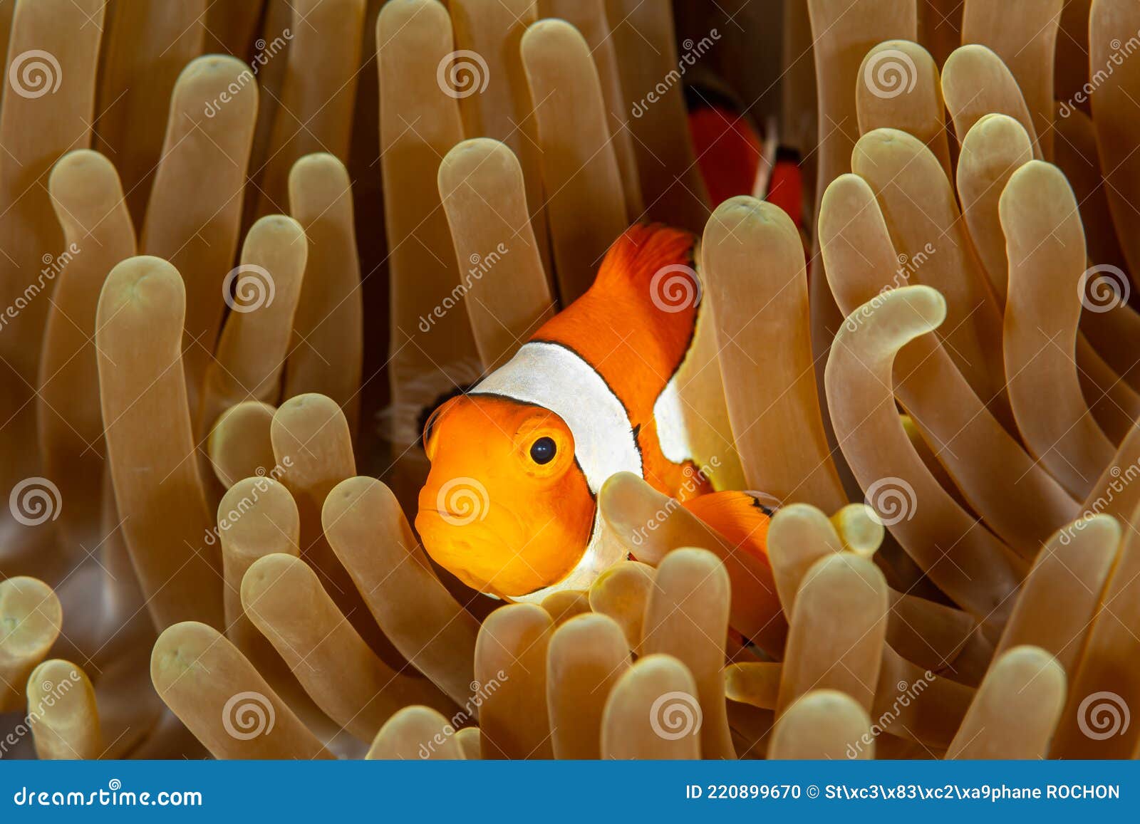 False Clown Fish Royalty-Free Stock Photo | CartoonDealer.com #12555249