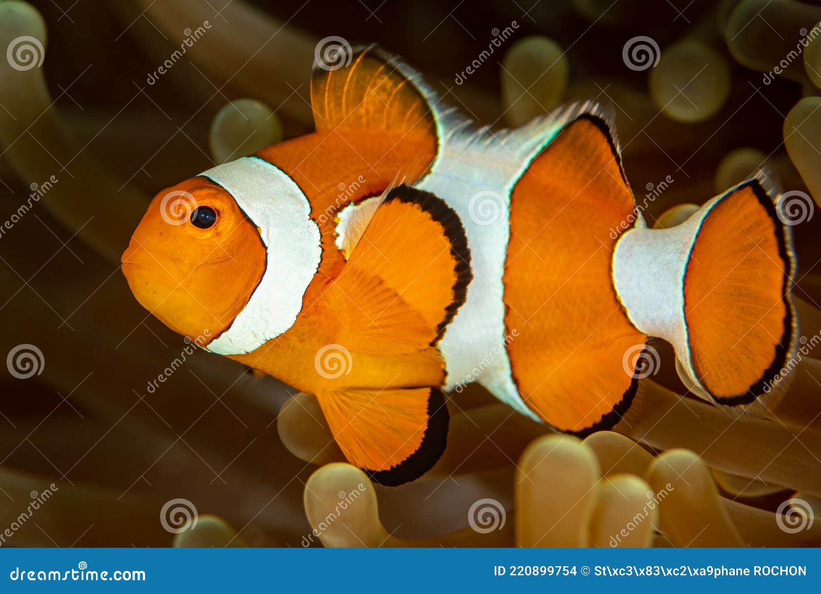 False Clown Fish Royalty-Free Stock Photo | CartoonDealer.com #12555249