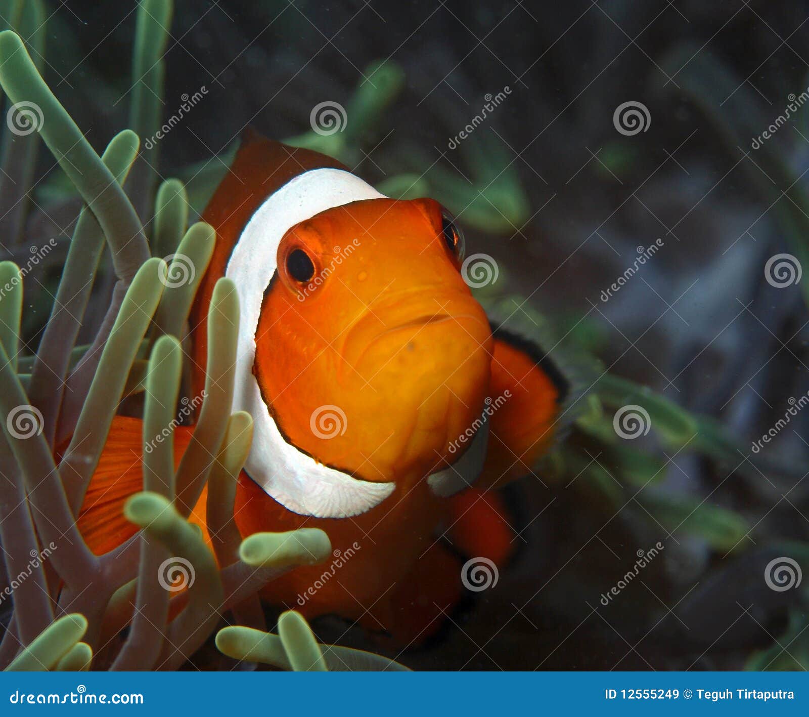 False clown fish stock image. Image of reef, fish, animal - 12555249