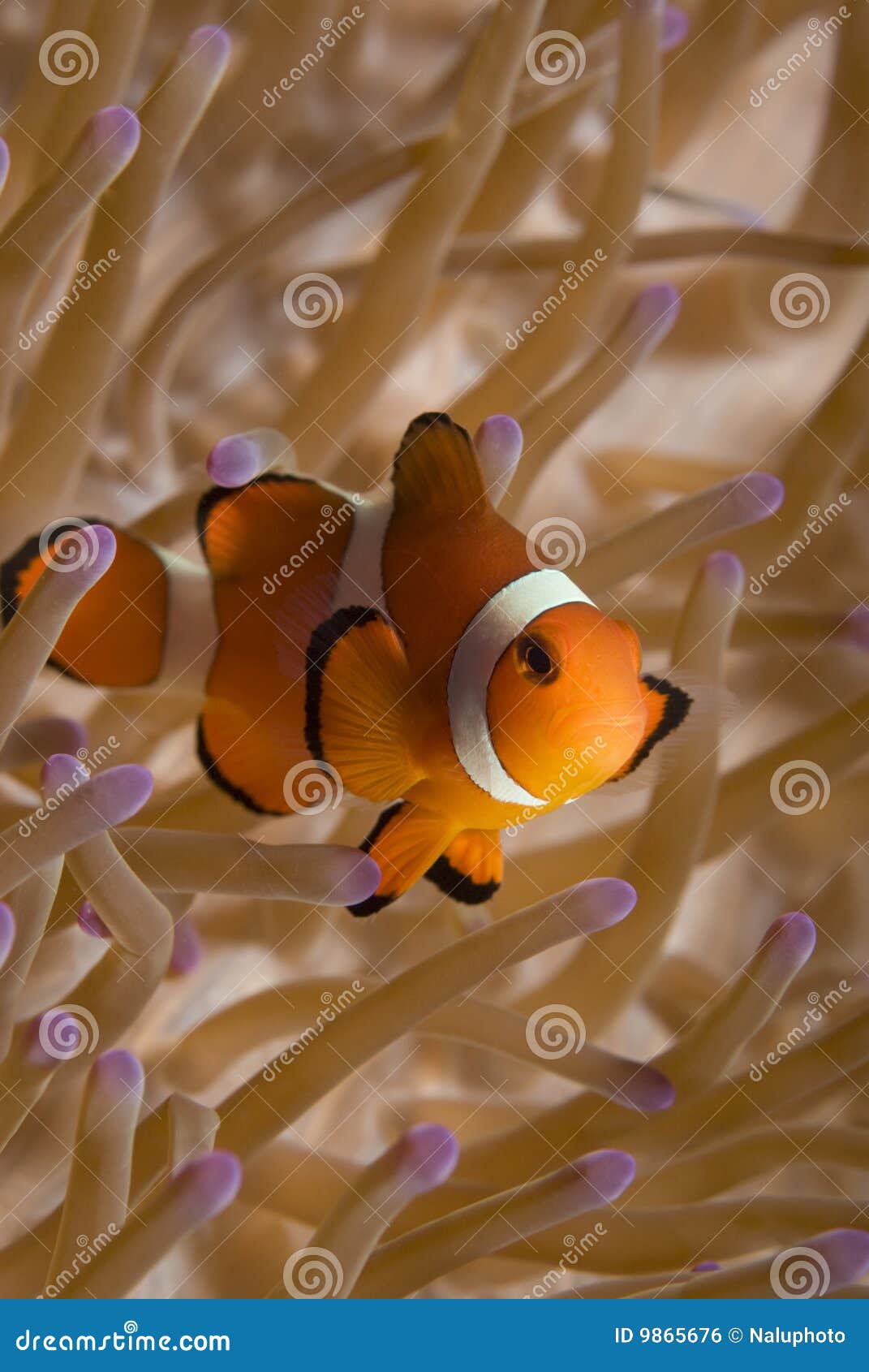 False Clown Fish stock photo. Image of ocellaris, saltwater - 9865676