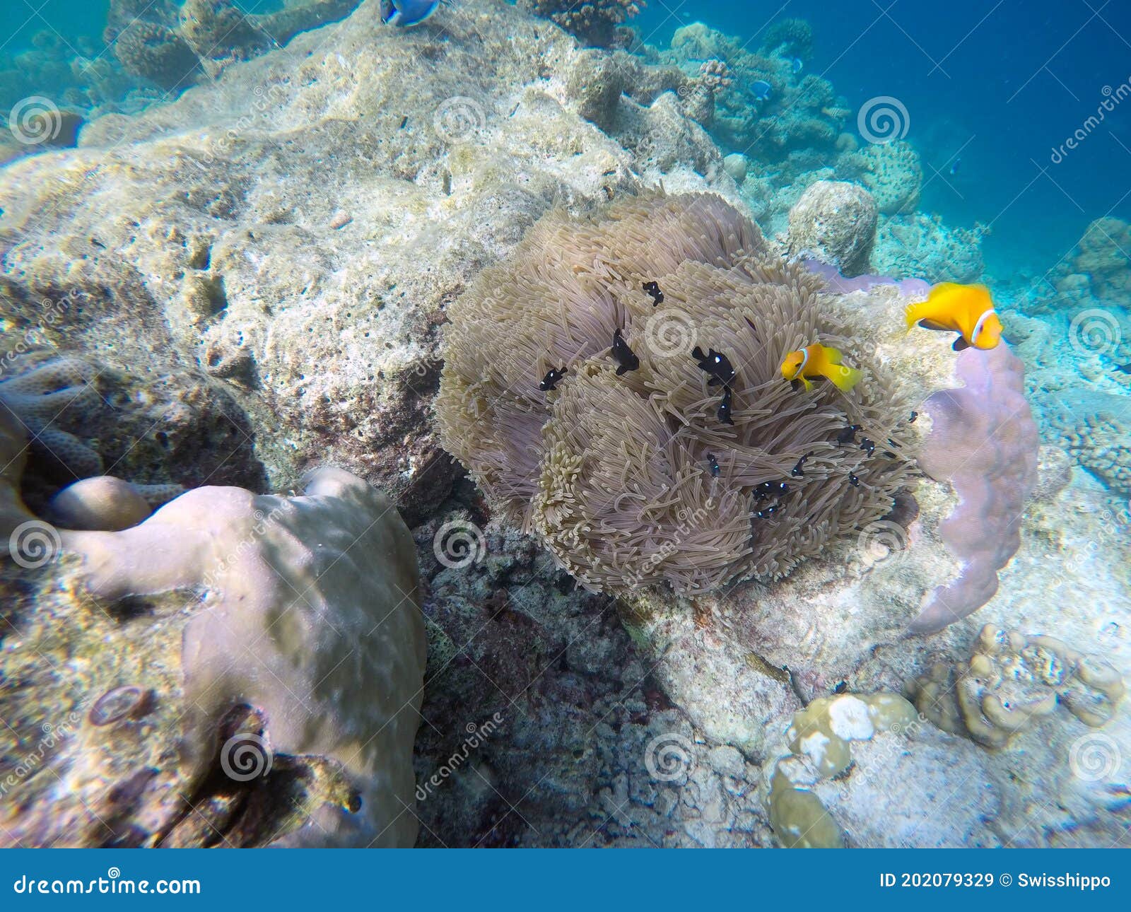 False clown fish stock image. Image of balistoides, coral - 202079329