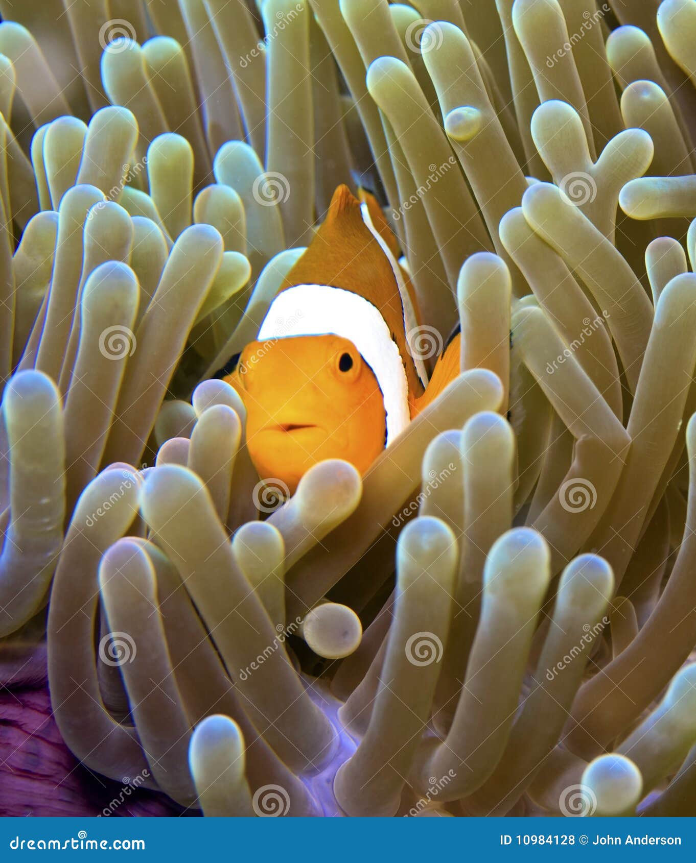 False clownfish stock photo. Image of living, ocean, life - 10984128