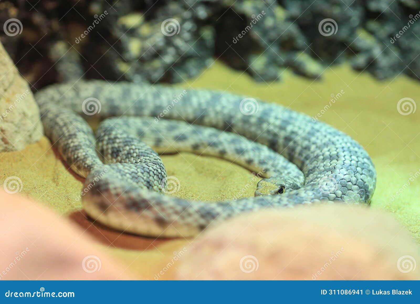 False cobra stock image. Image of hooded, animal, reptile - 311086941