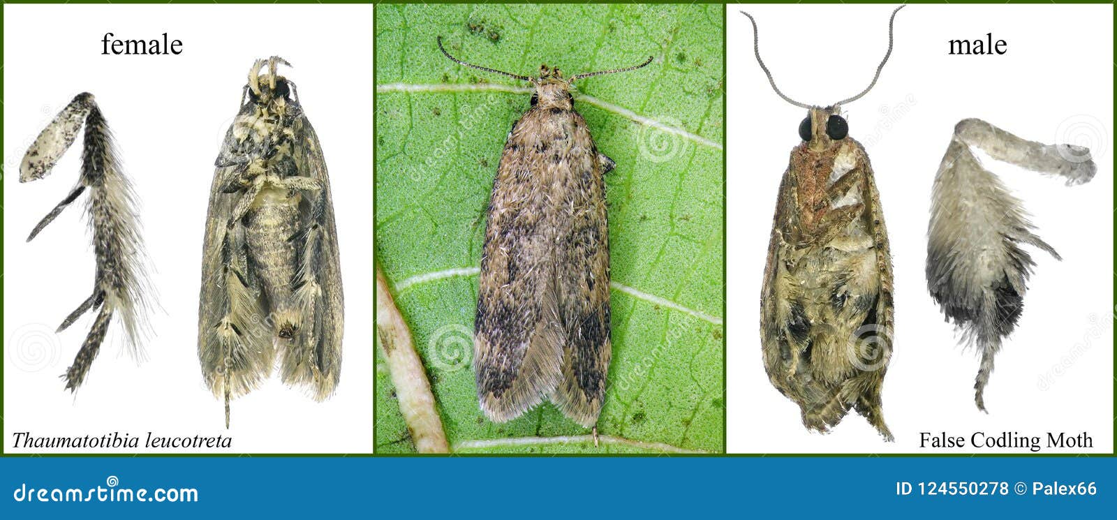 False Codling Moth stock photo. Image of dangerous, control - 124550278
