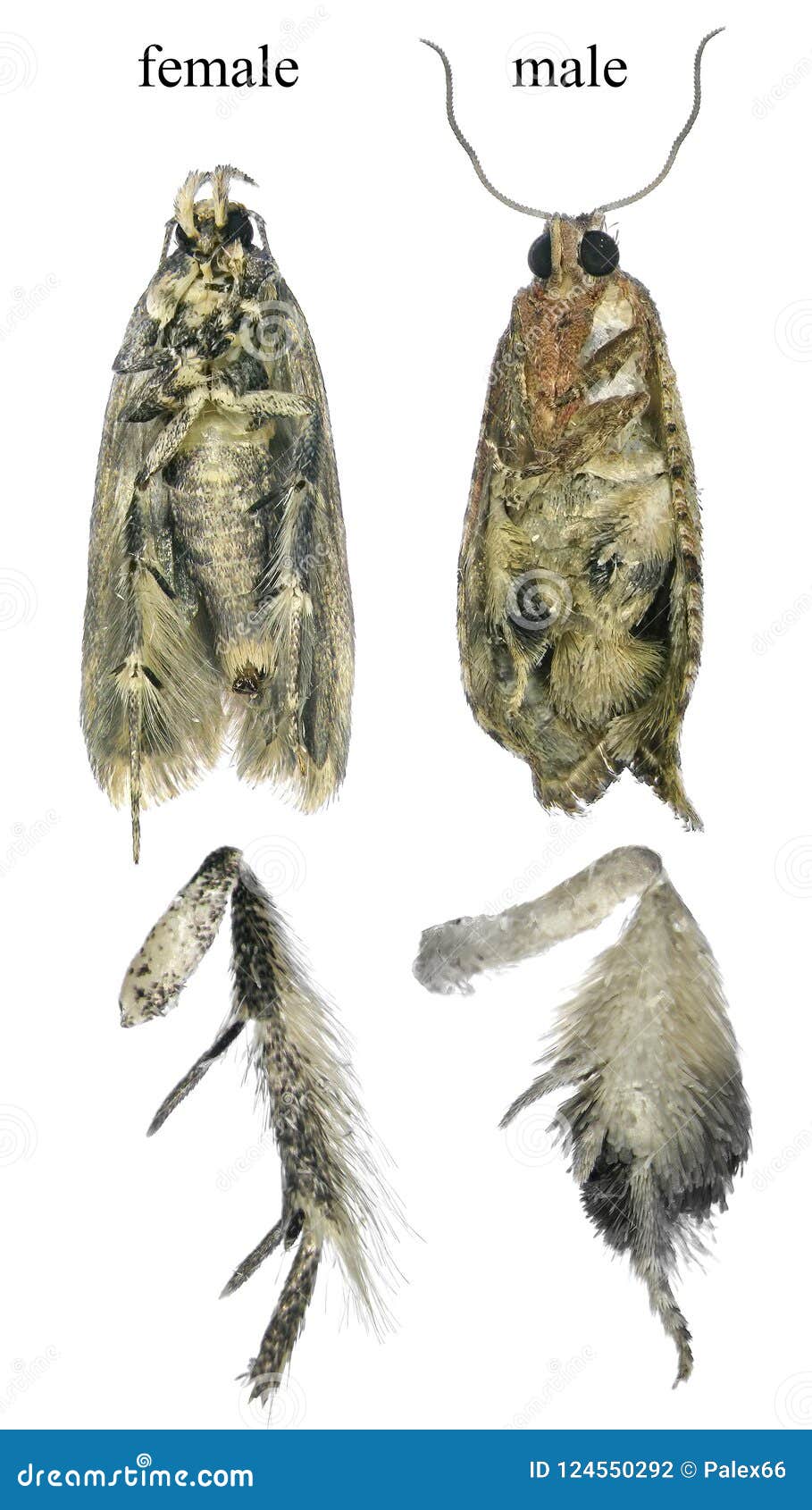 False Codling Moth stock photo. Image of green, pest - 124550292